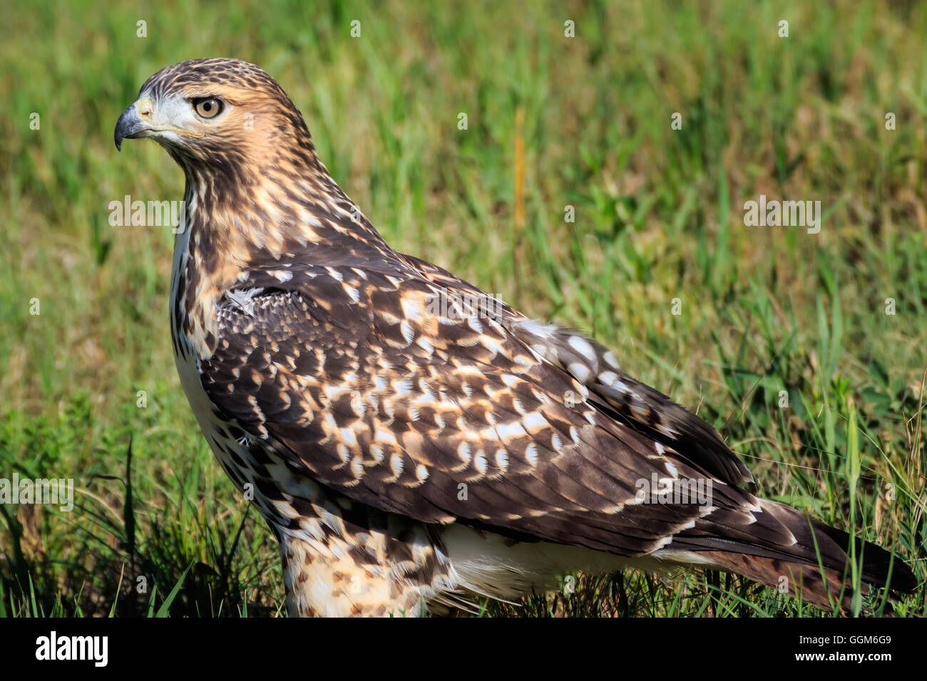 Young red tail hawk hi-res stock photography and images - Alamy