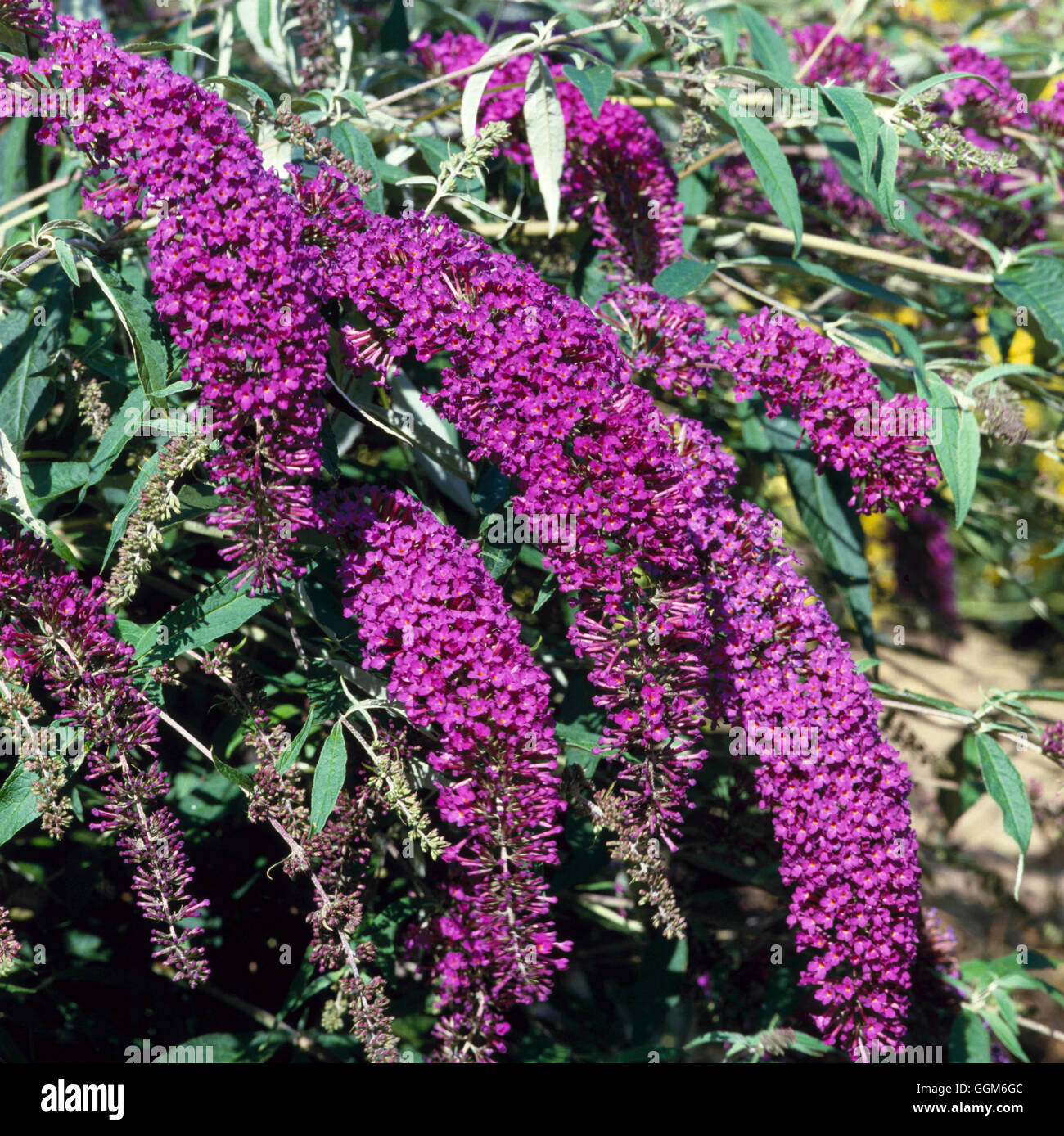 Buddleja purple hi-res stock photography and images - Alamy