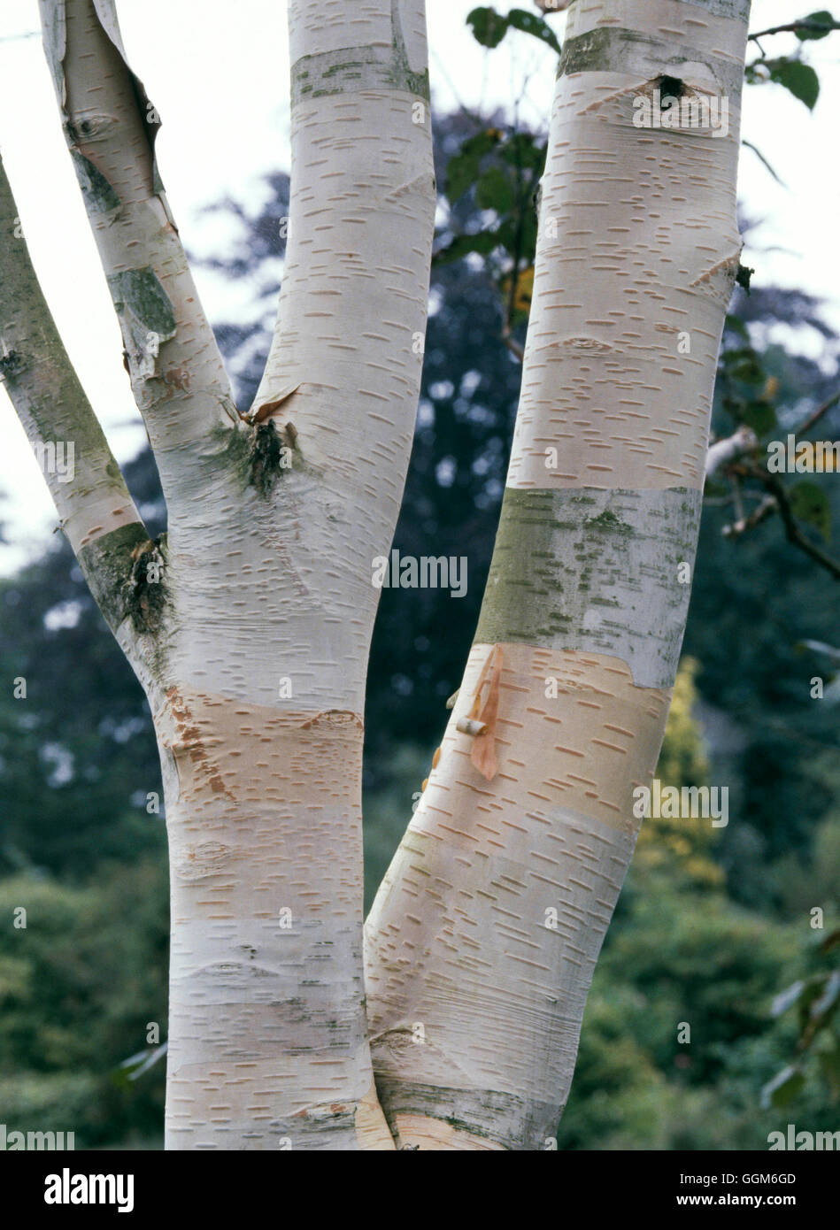 Betula utilis jacquemontii hi-res stock photography and images - Alamy