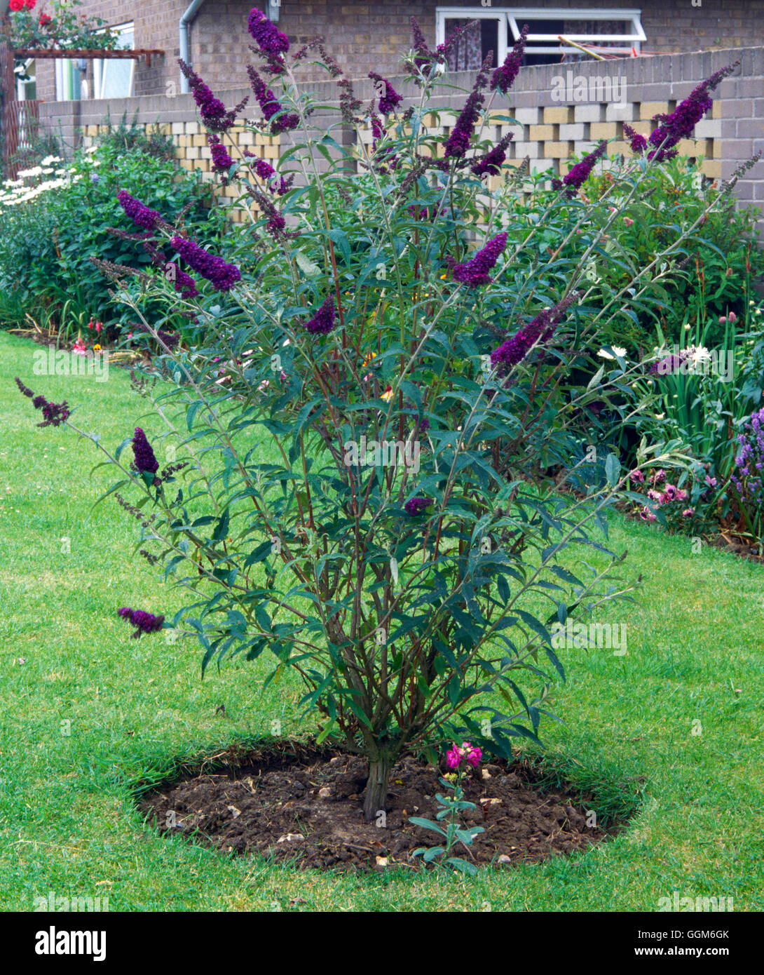 Buddleja davidii - `Black Knight' AGM TRS002920 Stock Photo - Alamy