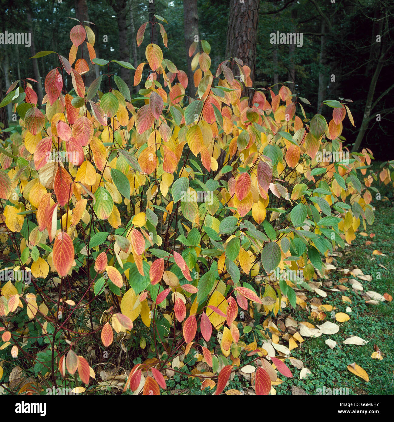 Autumncolour hi-res stock photography and images - Alamy