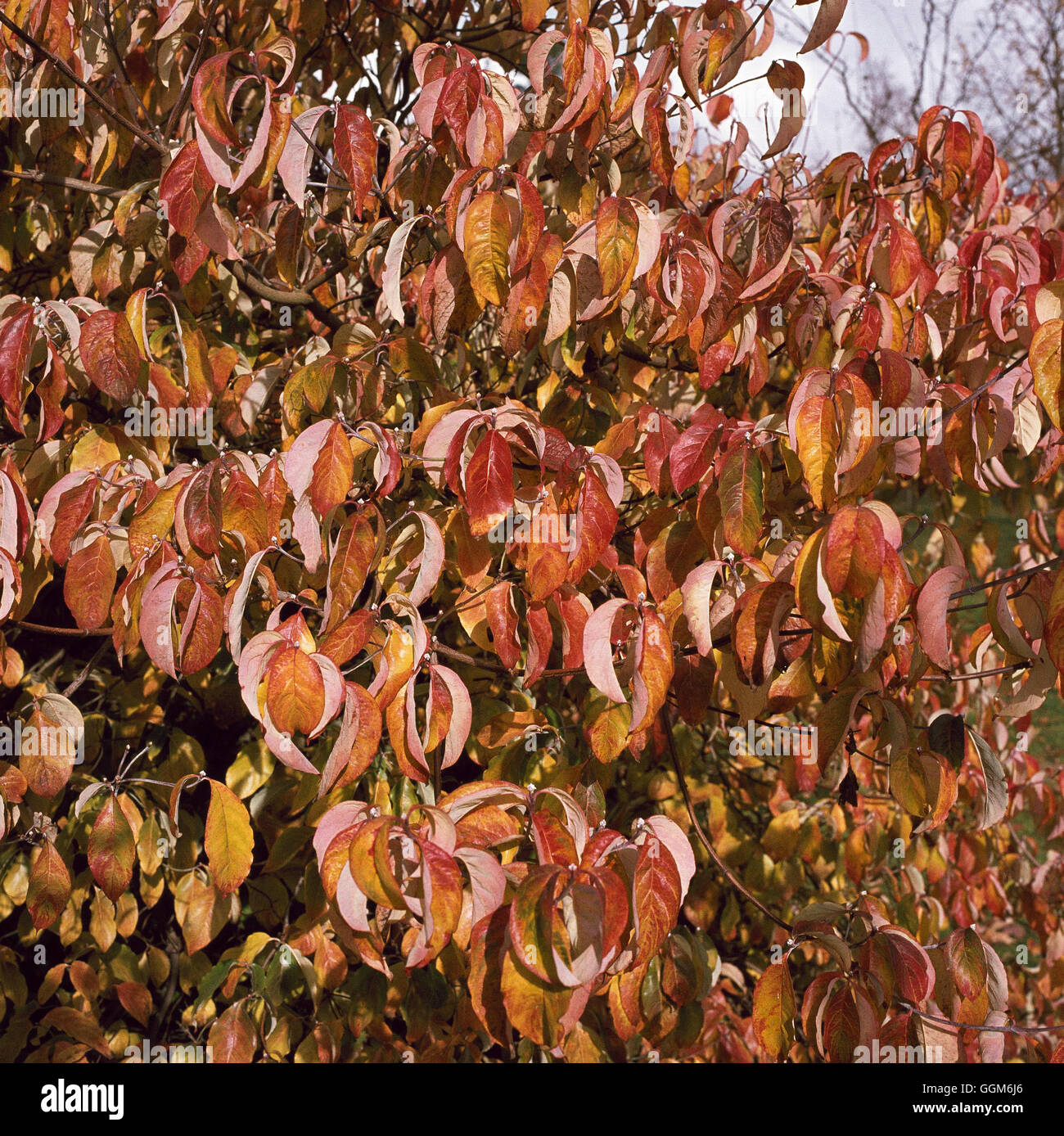 Cornus florida - in Autumn colour. TRS003673 Stock Photo - Alamy