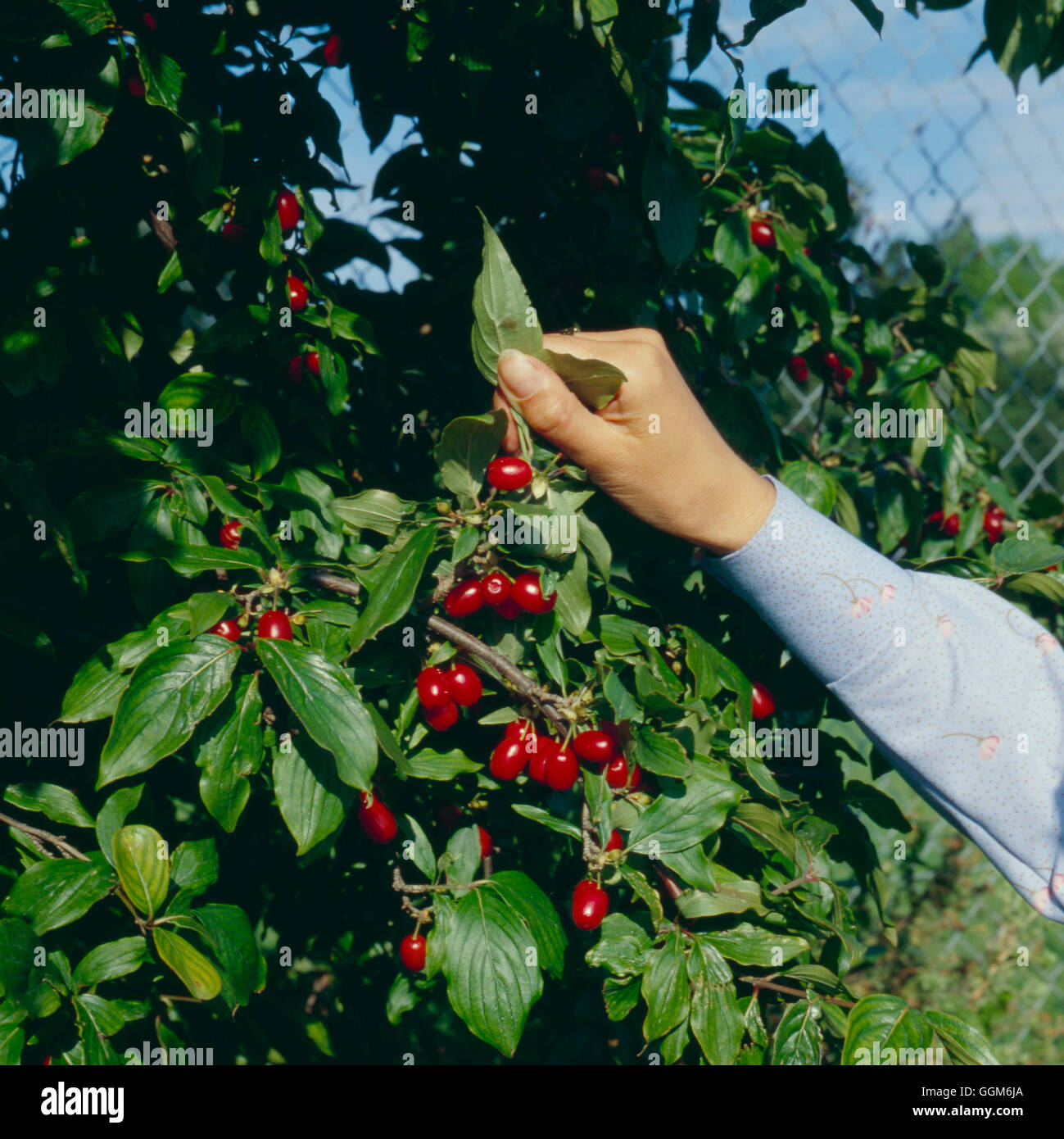 Cornus mas fruits hi-res stock photography and images - Alamy