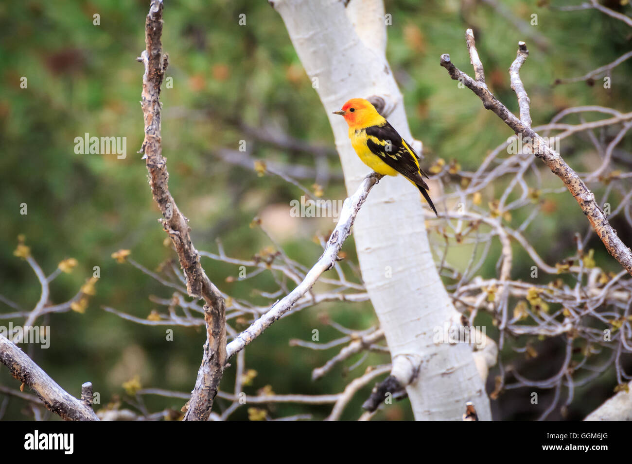 A brilliant Western Tanager perched in a tree on a Colorado mountain ...