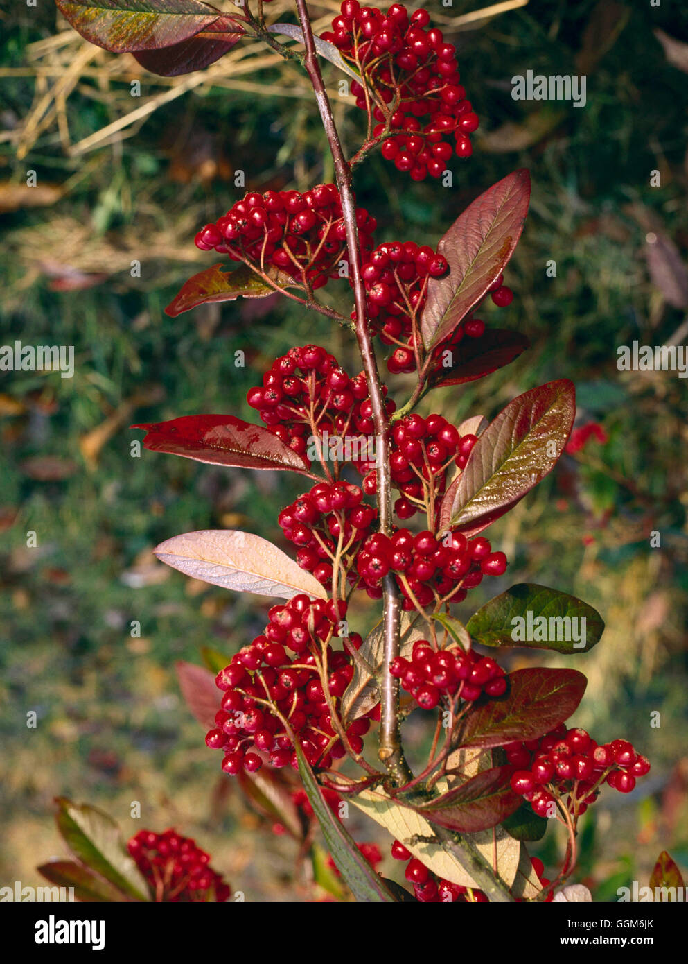 Cotoneasterstmonica hi-res stock photography and images - Alamy