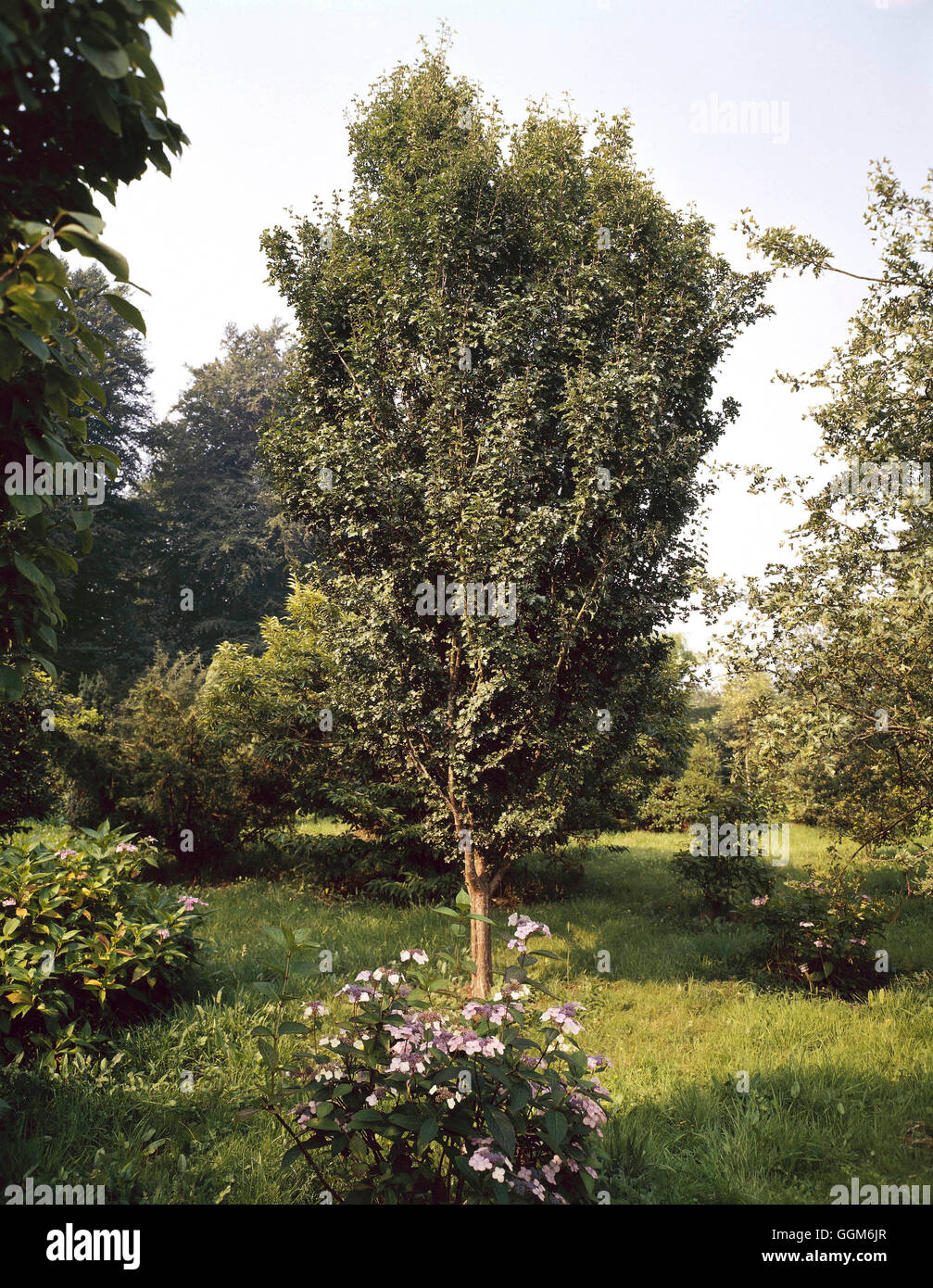 Crataegus monogyna - `Stricta' TRS003907 Stock Photo - Alamy