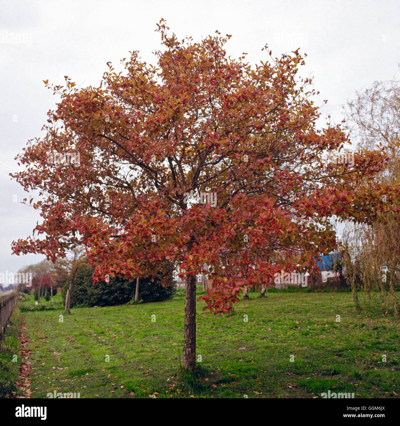 Crataegus x lavalleei hi-res stock photography and images - Alamy