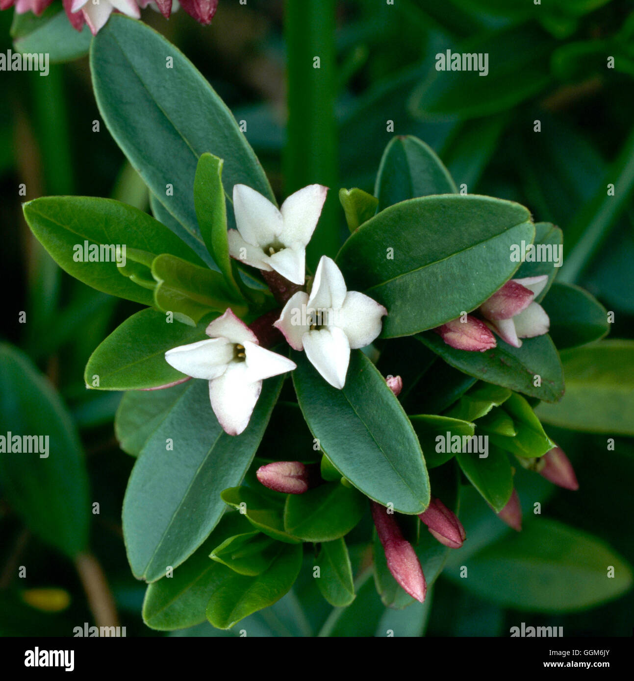 Daphne tangutica TRS003941 Stock Photo - Alamy