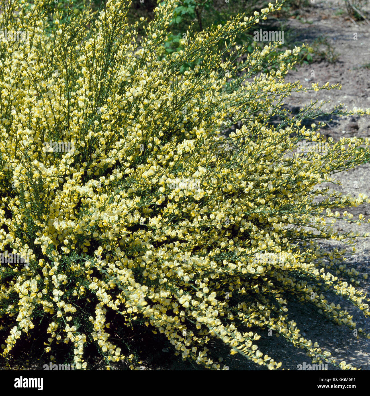 Cytisus x praecox hi-res stock photography and images - Alamy