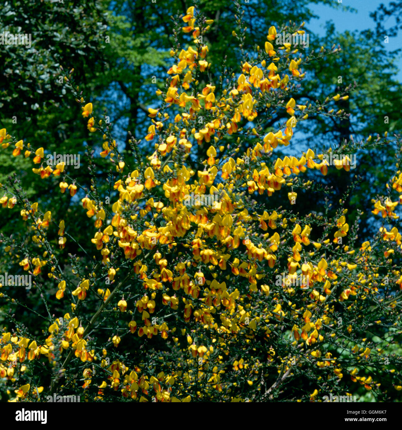 Yellow cytisus hi-res stock photography and images - Alamy