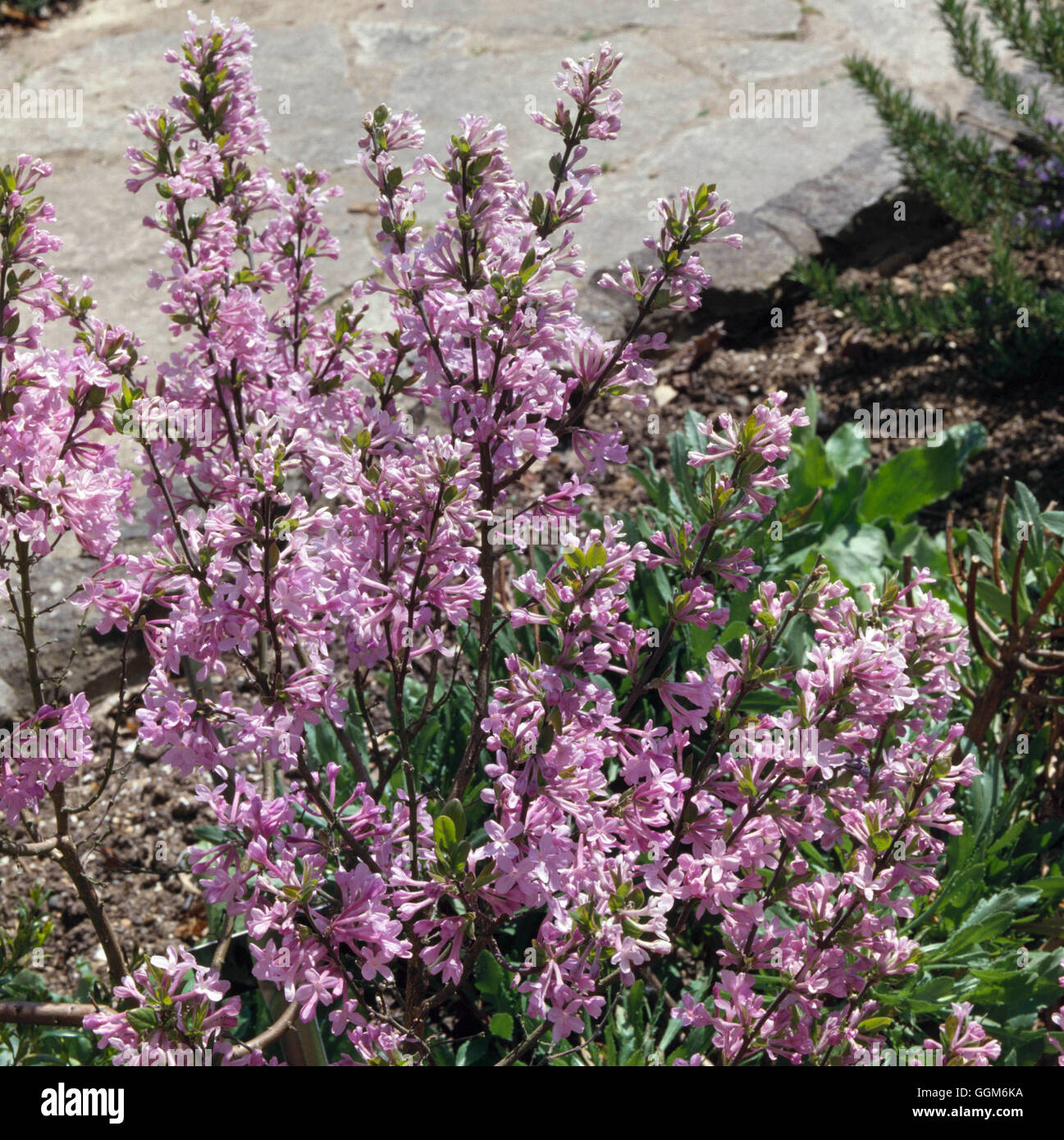 Genkwa hi-res stock photography and images - Alamy