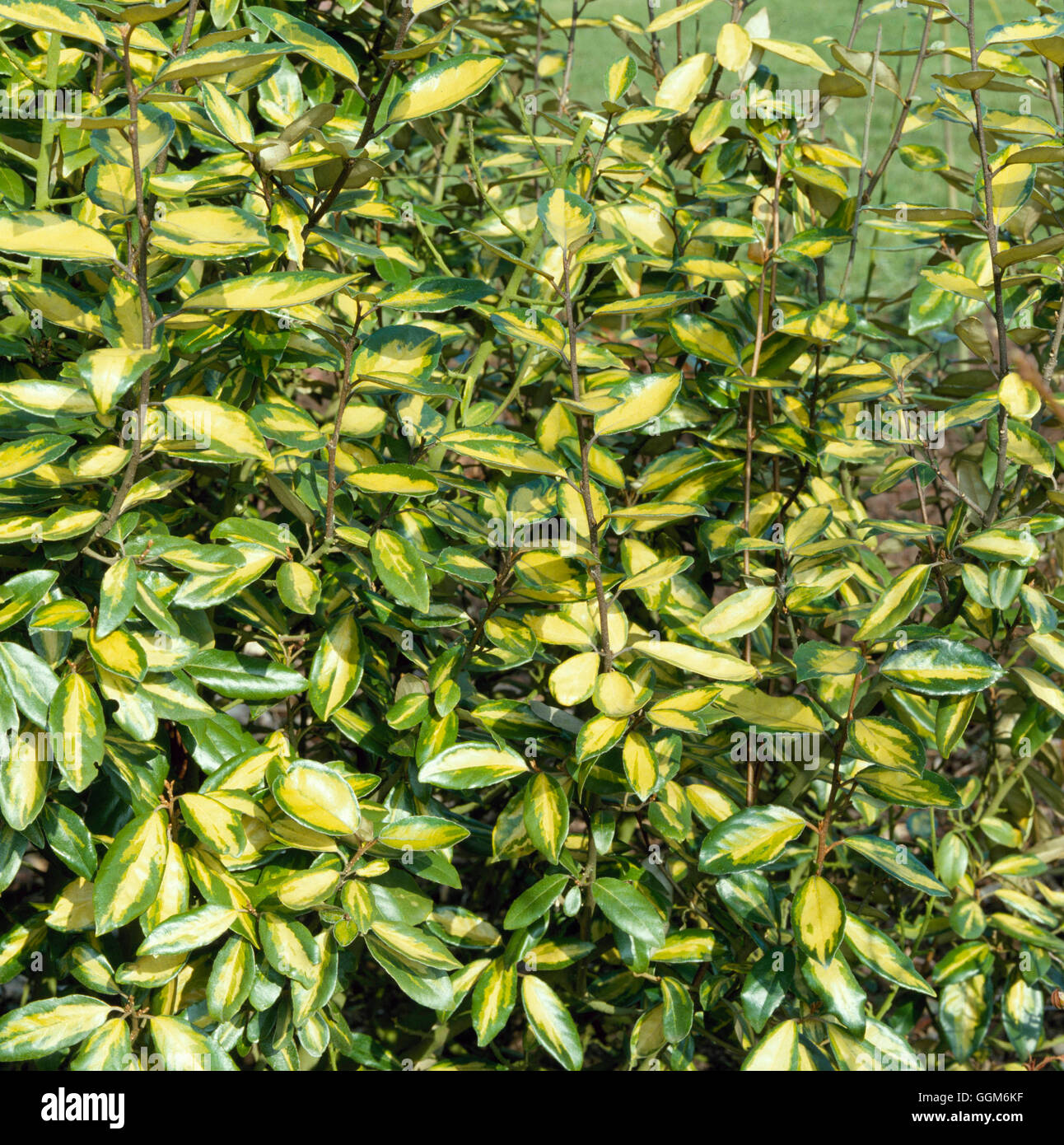 Elaeagnus x ebbingei - `Limelight' TRS004132 Stock Photo - Alamy