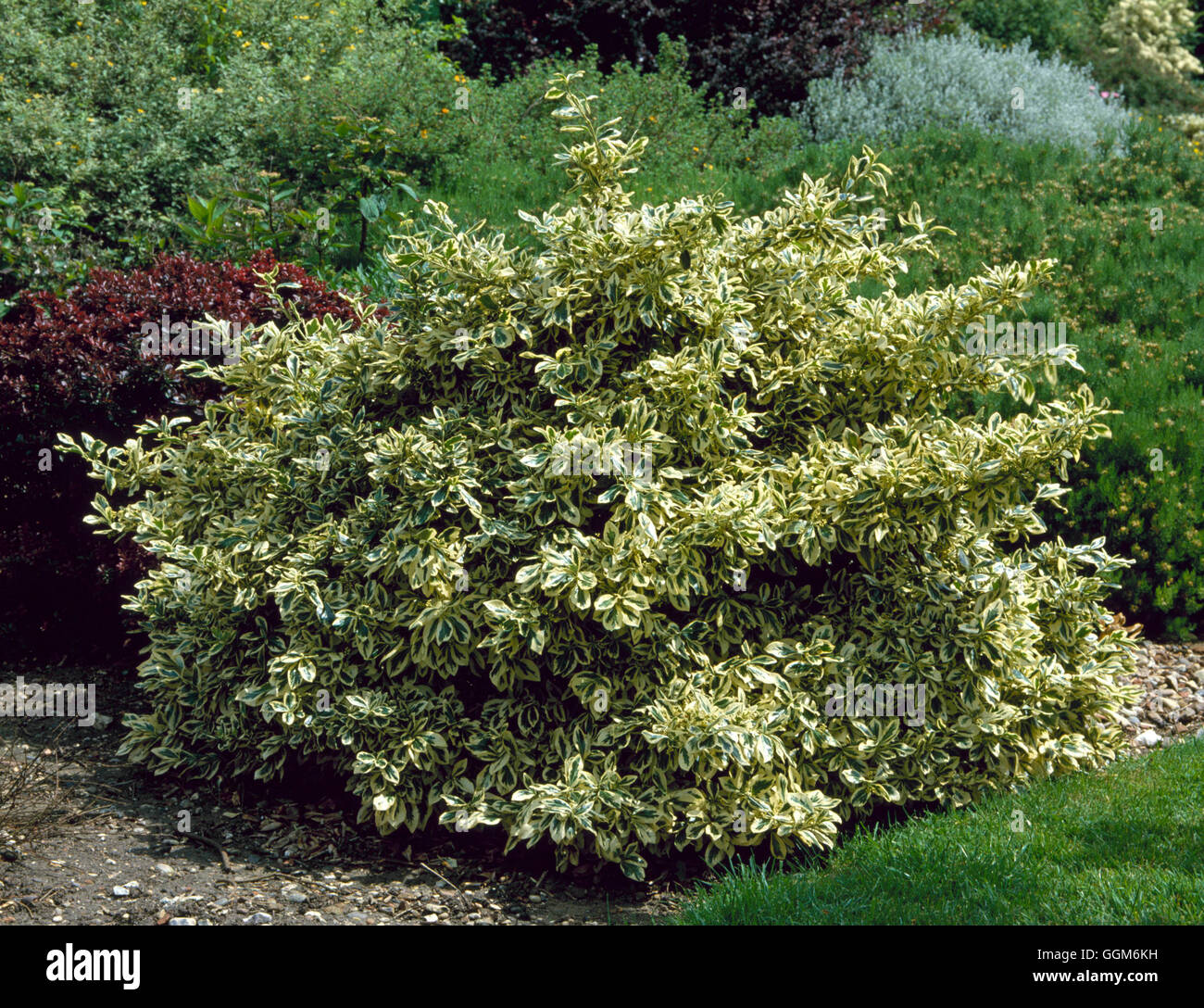 Euonymus fortunei - `Variegatus' TRS004161 Stock Photo - Alamy