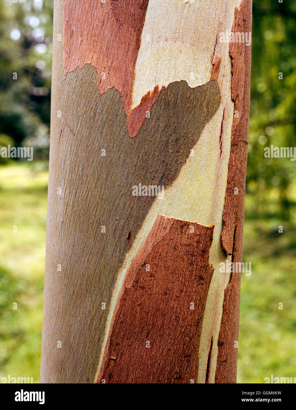 Eucalyptus nitens - showing bark detail - Shining Gum TRS004256 Stock ...