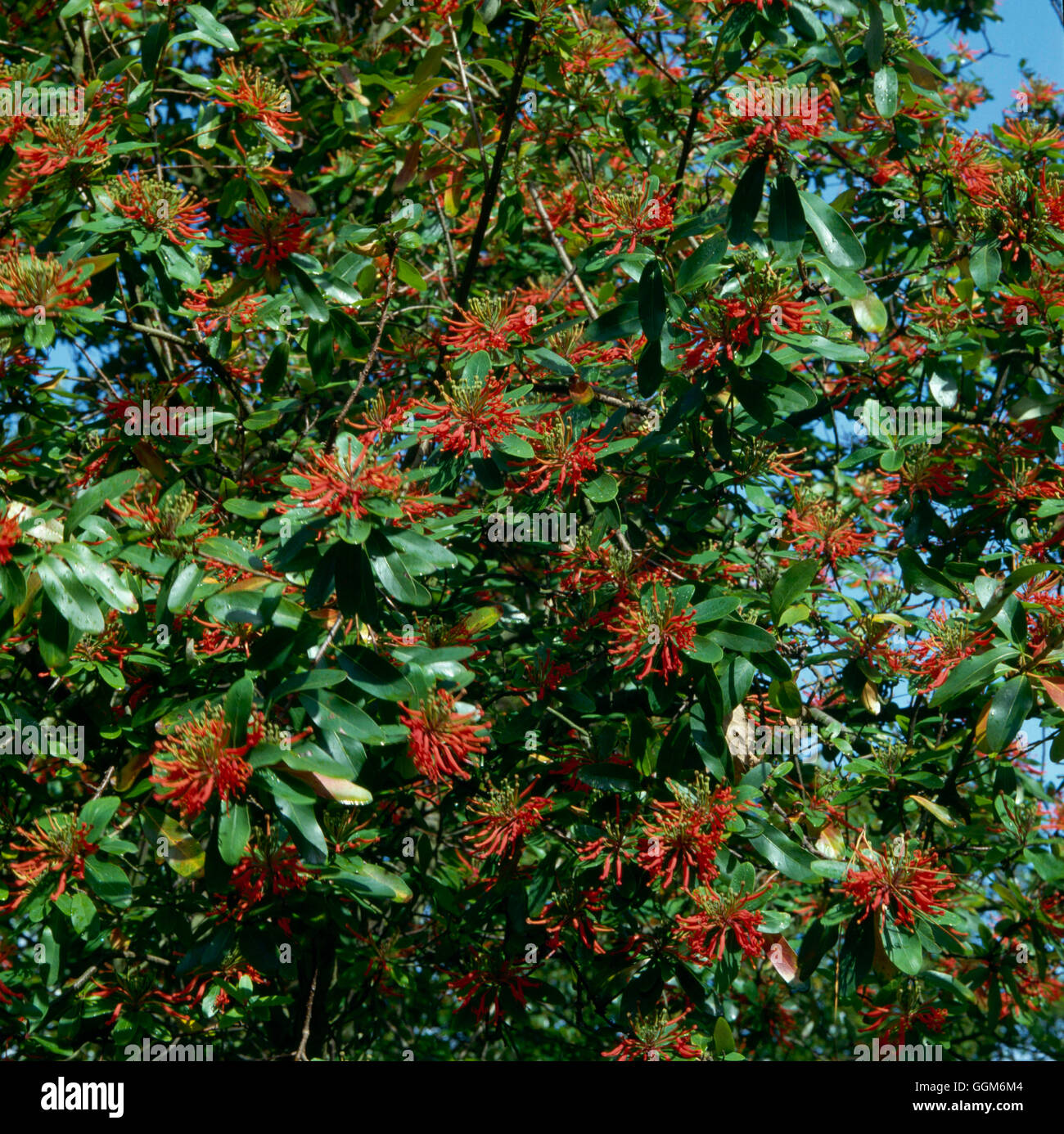 Embothrium coccineum TRS004318 Stock Photo - Alamy