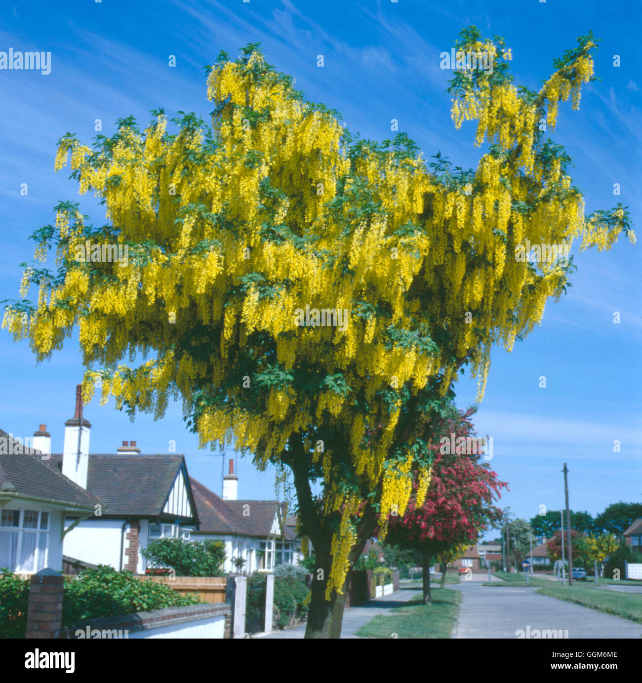Laburnum x watereri vossii hi-res stock photography and images - Alamy