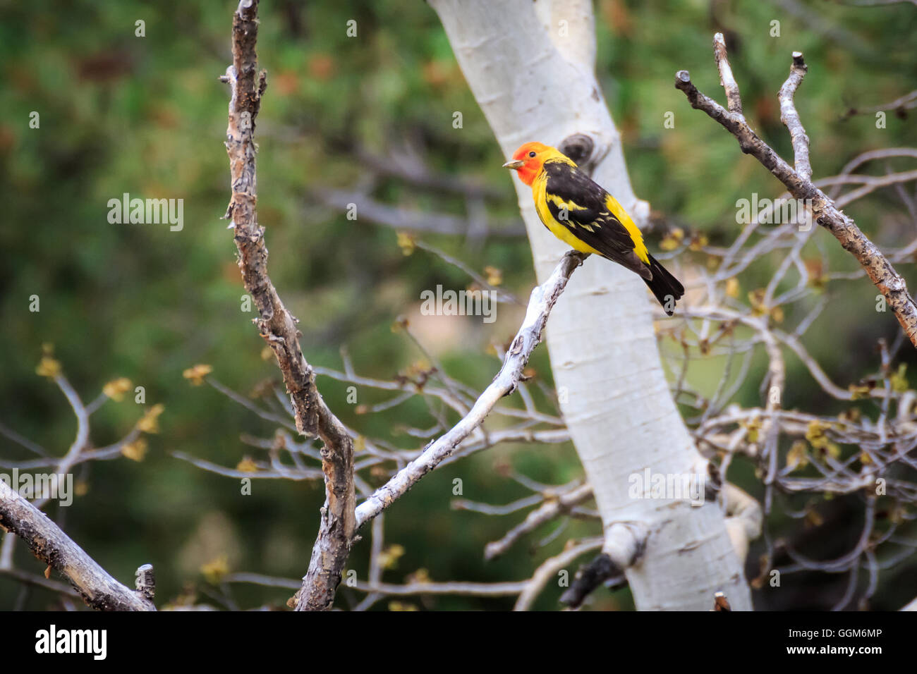 A brilliant Western Tanager perched in a tree on a Colorado mountain ...