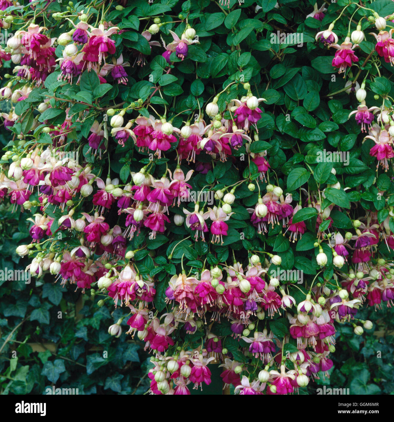Fuchsia - `Eva Boerg' TRS004486 Stock Photo - Alamy