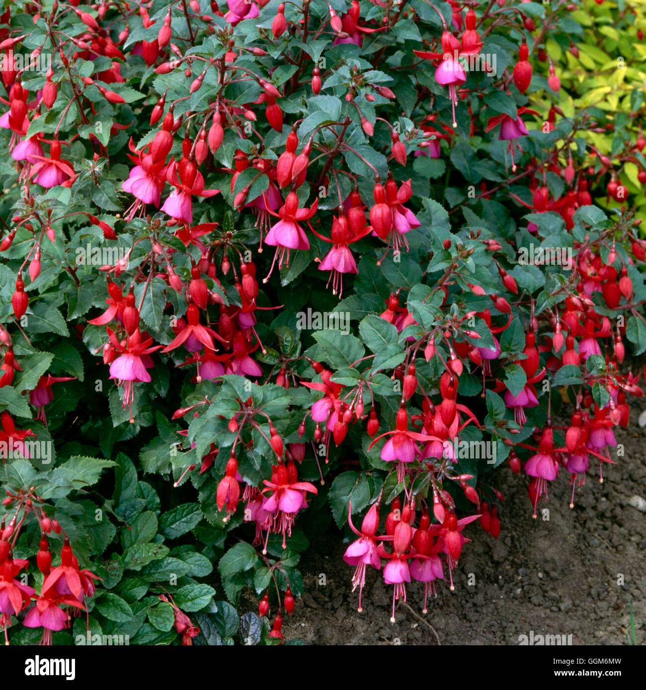 Fuchsia - `Display' AGM (Hardy) TRS004500 Stock Photo - Alamy