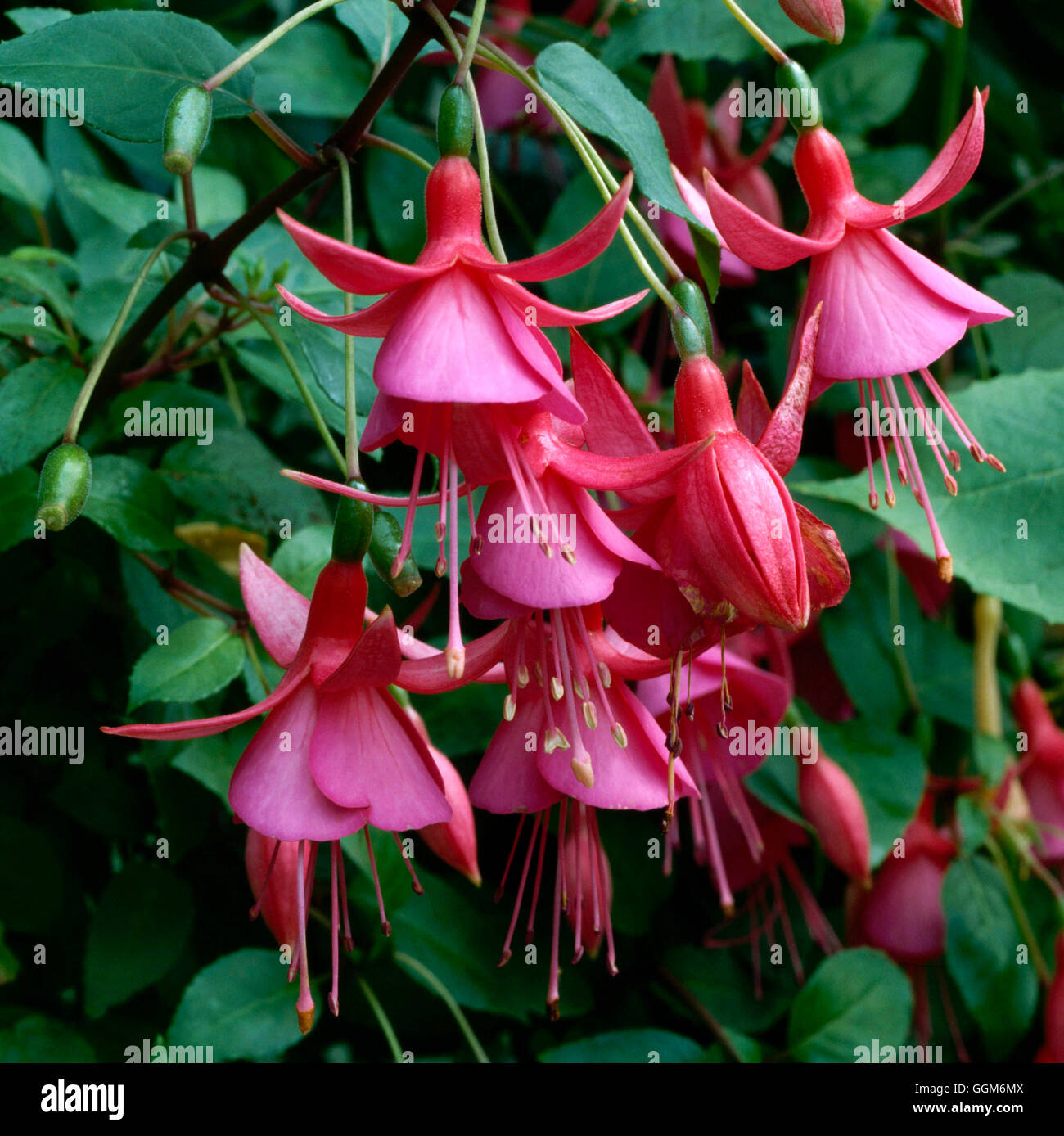 Fuchsia - `Display' AGM TRS004502 Stock Photo - Alamy