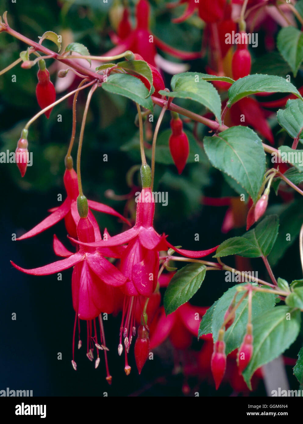 Fuchsia - `Rufus' - (Hardy) TRS004702 Stock Photo - Alamy