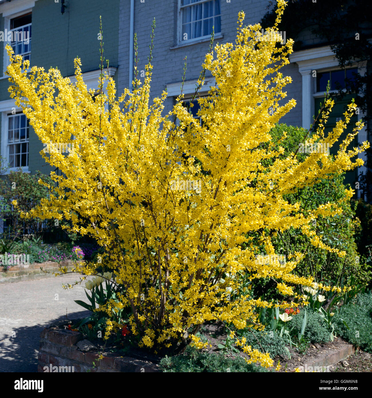 Forsythia x intermedia - `Spectabilis' TRS004730 Stock Photo - Alamy