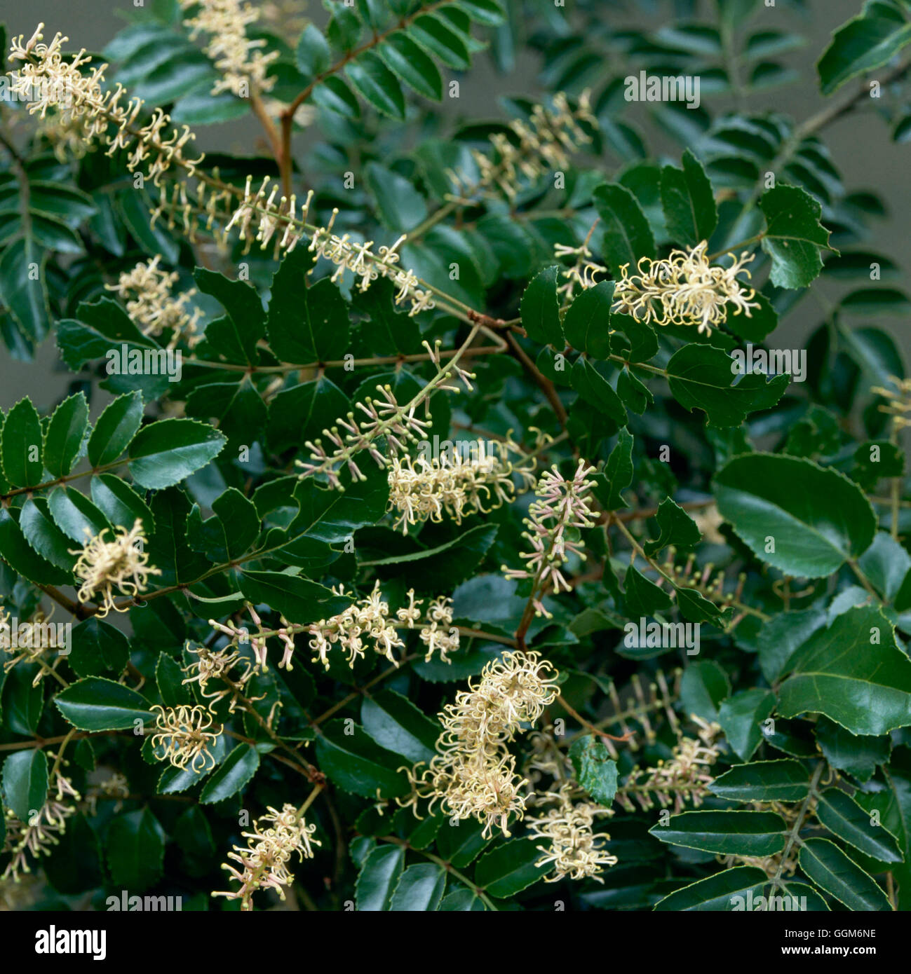 Hazel shrub hi-res stock photography and images - Alamy