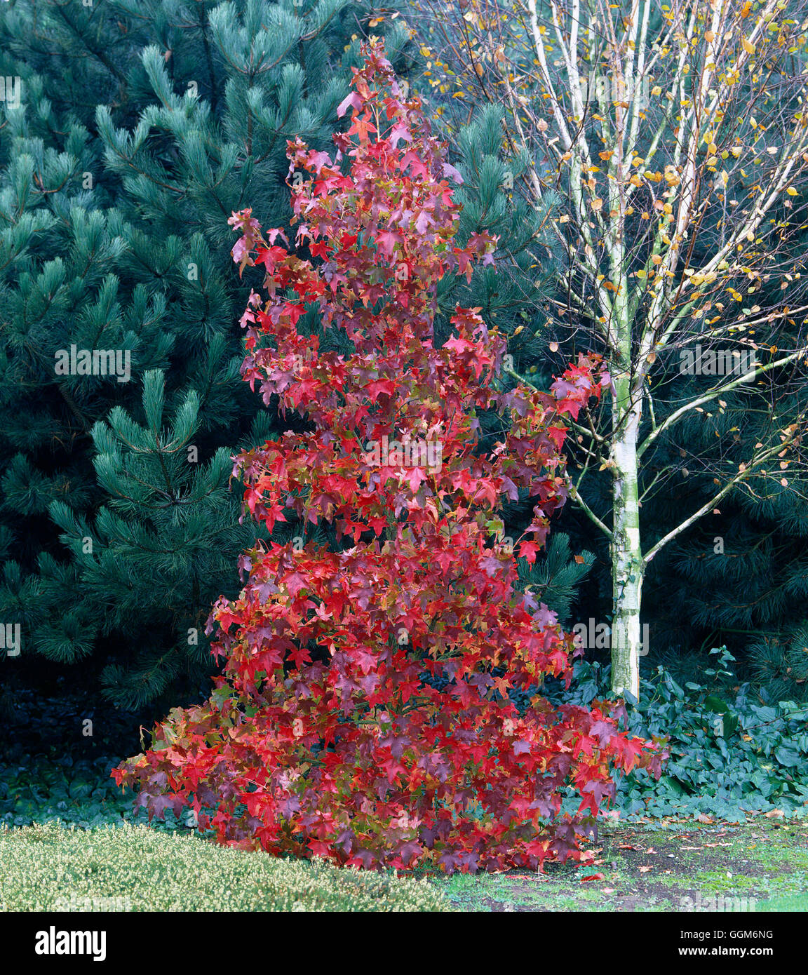 Liquidambar styraciflua - `Moonbeam' in Autumn Colour TRS005270 Stock ...