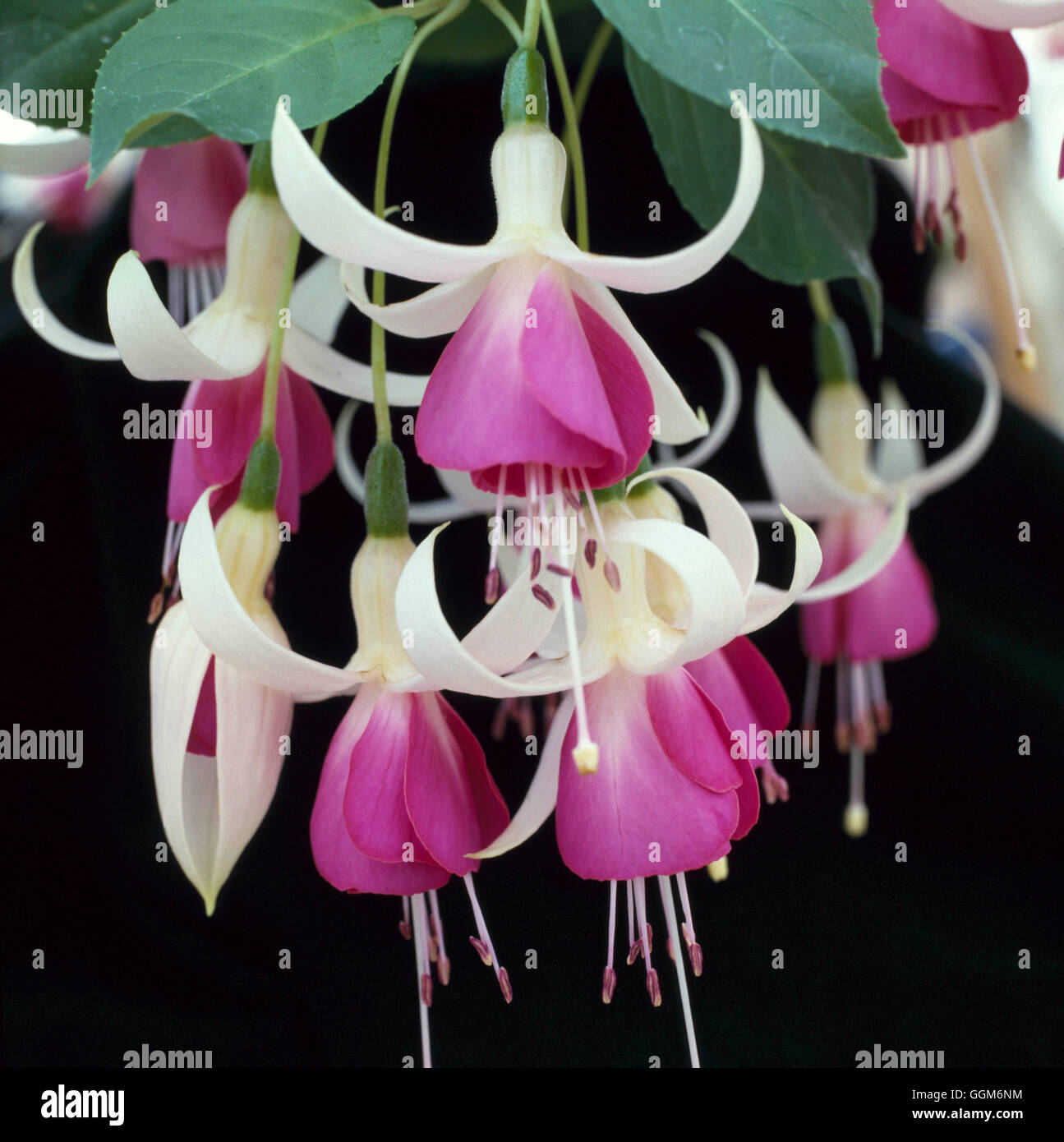 Single Bells High Resolution Stock Photography and Images - Alamy