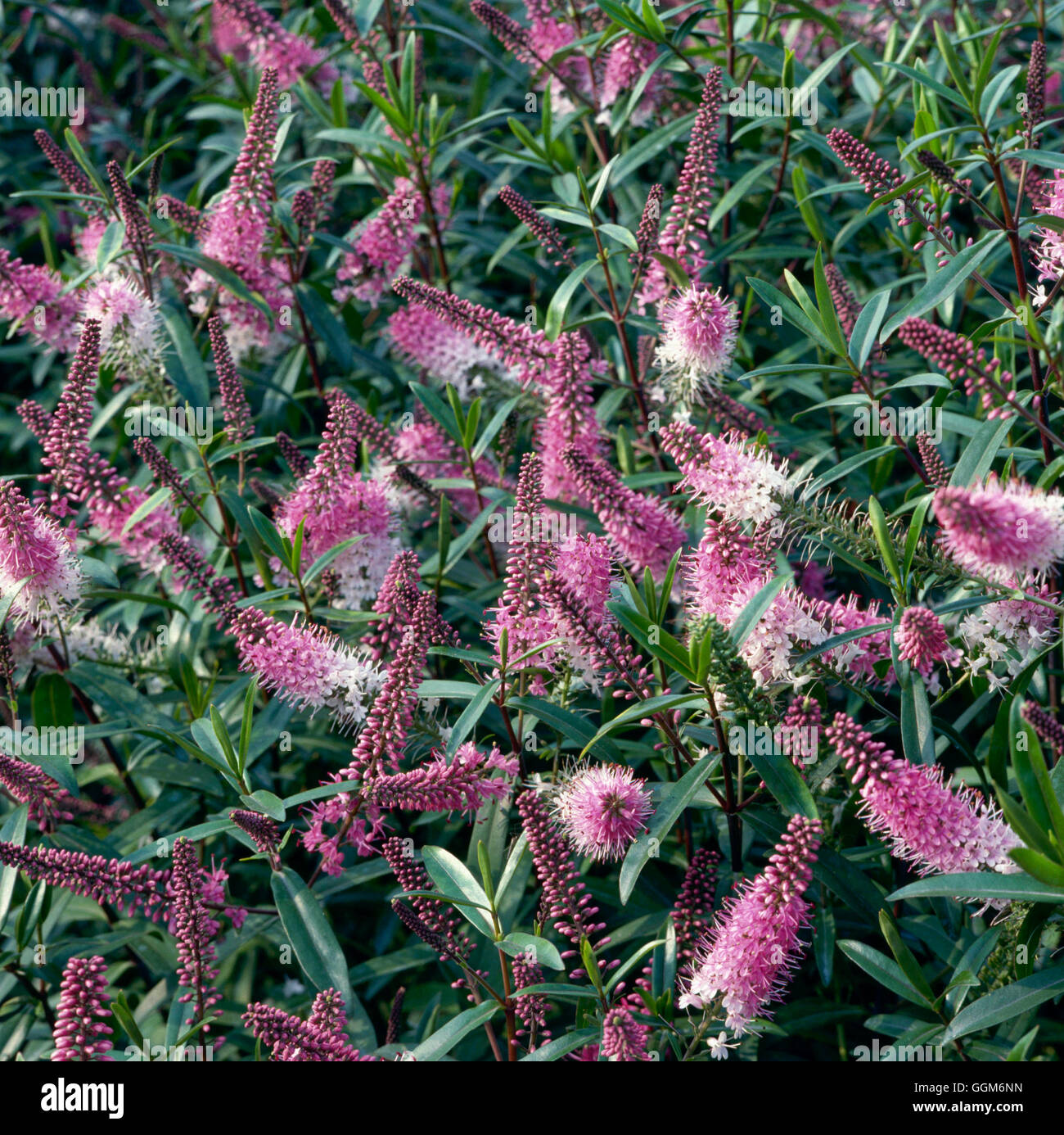 Pink hebe hi-res stock photography and images - Alamy