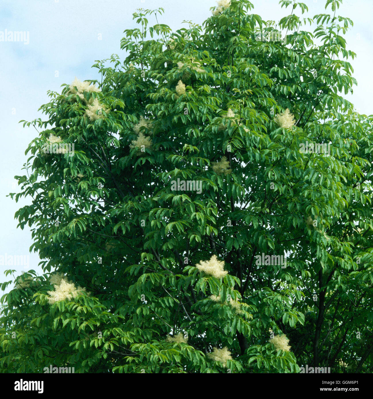 Manna ash (fraxinus ornus) hi-res stock photography and images - Alamy