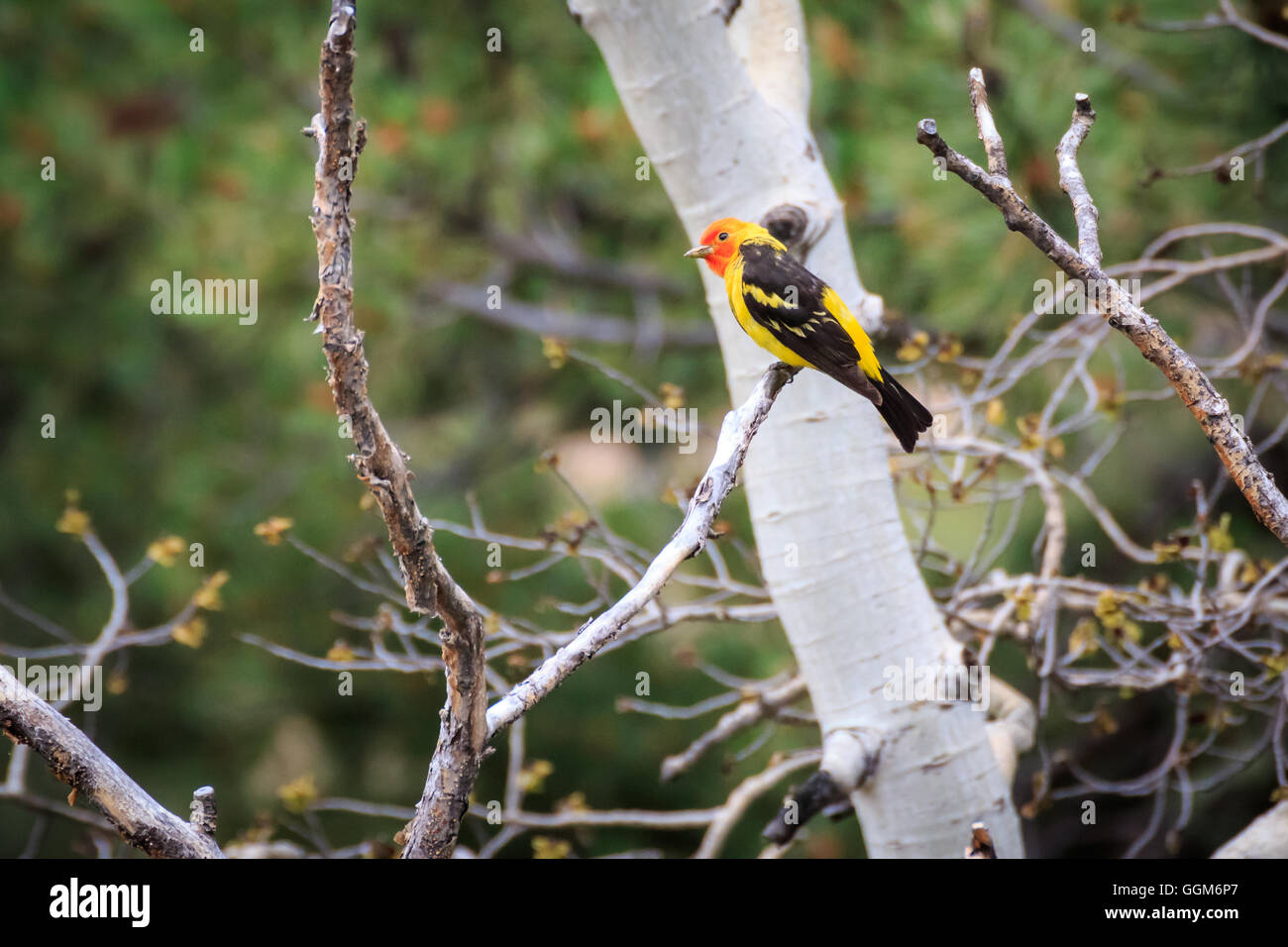 A brilliant Western Tanager perched in a tree on a Colorado mountain ...