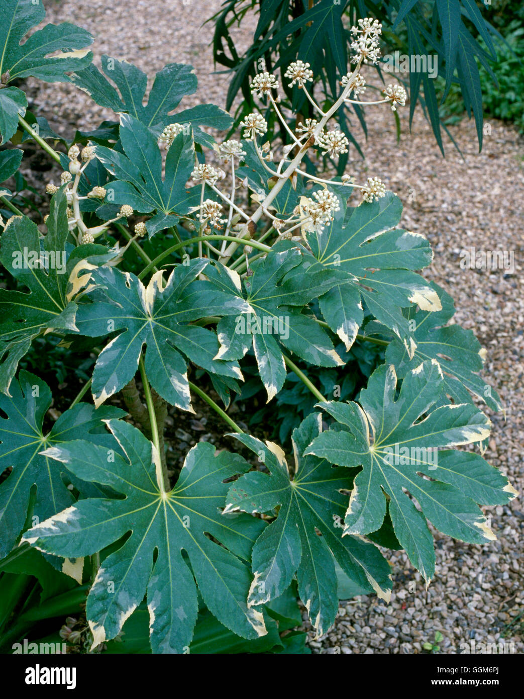 Fatsia japonica - `Variegata' TRS006580 Stock Photo - Alamy