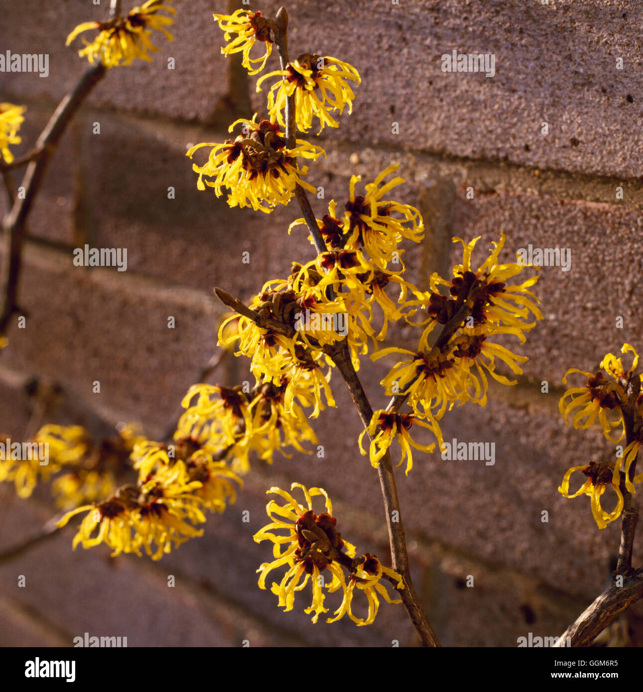 Hamamelismollis hi-res stock photography and images - Alamy