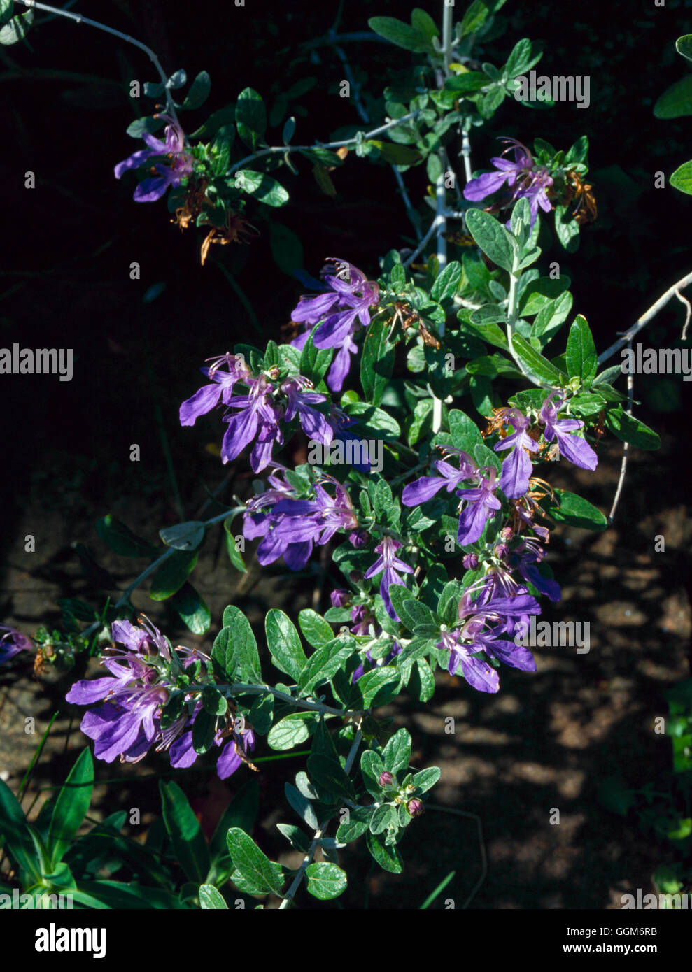 Teucrium fruticans - `Azureum' AGM TRS006984 Stock Photo - Alamy