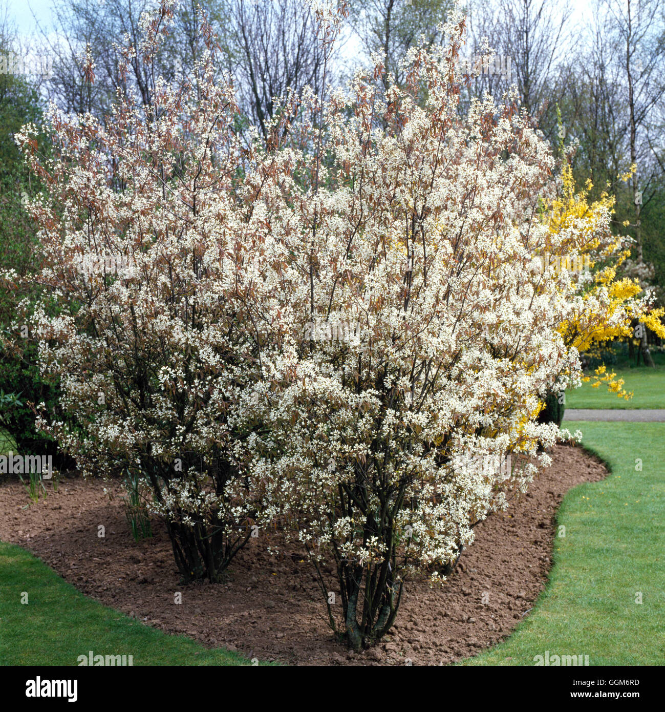 Amelanchier lamarckii hi-res stock photography and images - Alamy