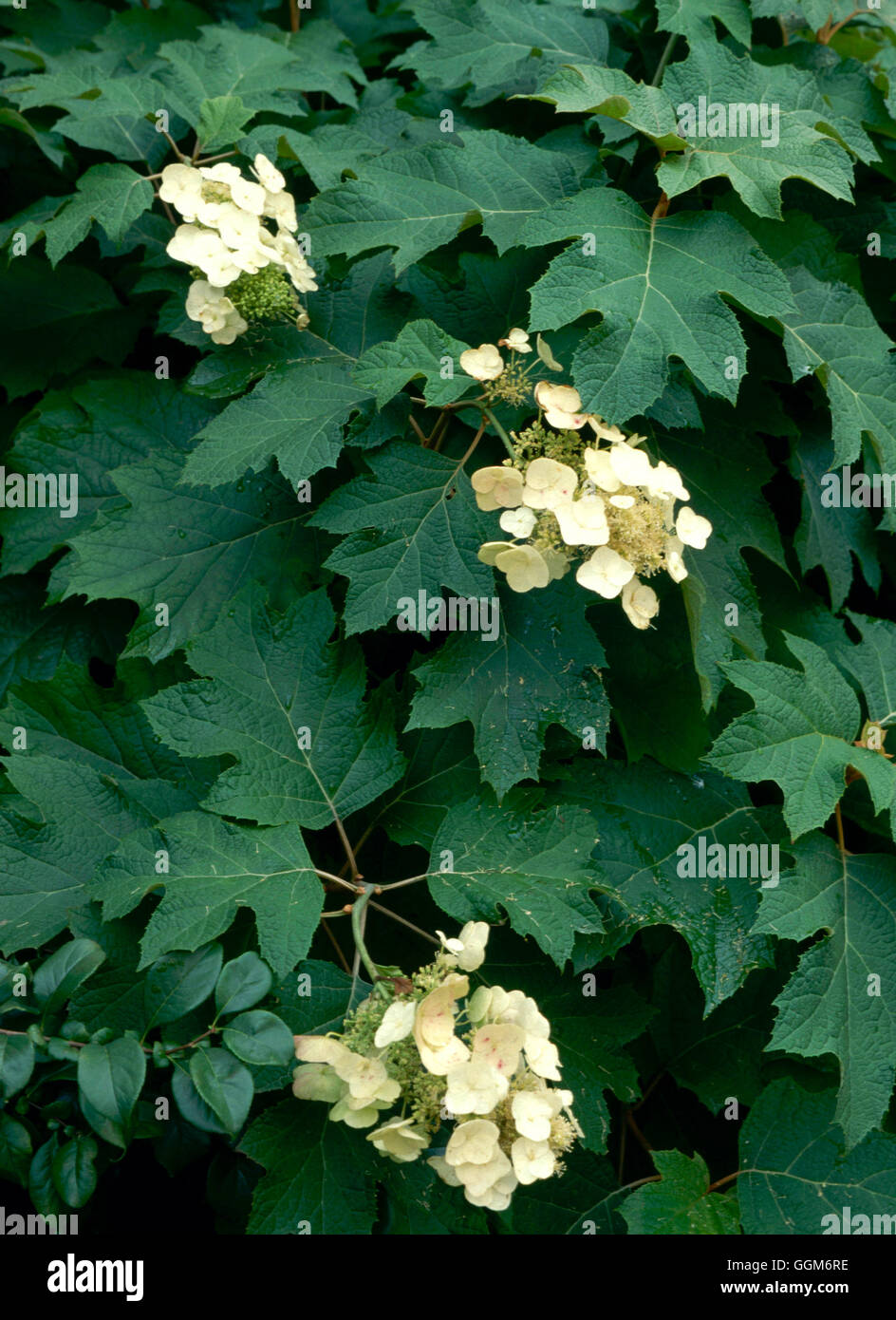 Hydrangea quercifolia oak leafed deciduous oak leaf flowering hydranger ...