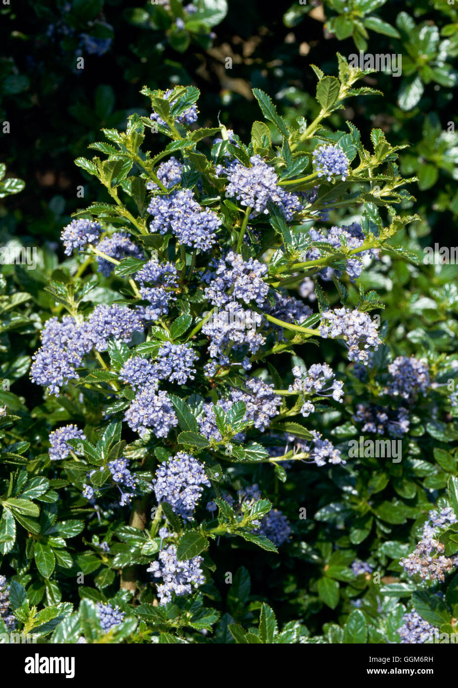 Ceanothus blue hi-res stock photography and images - Alamy