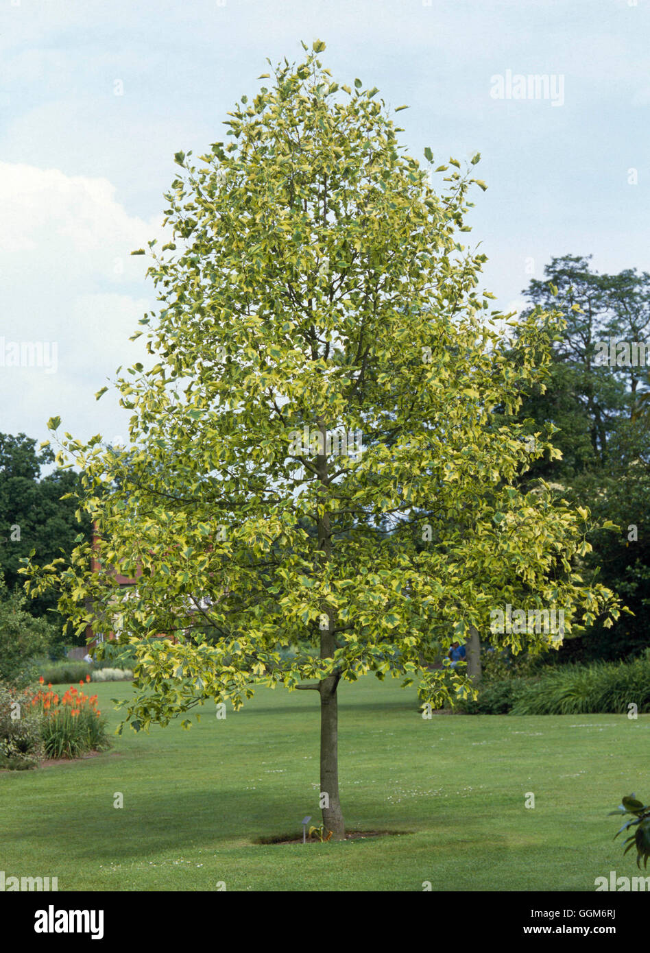 Liriodendron Tulipifera Tree