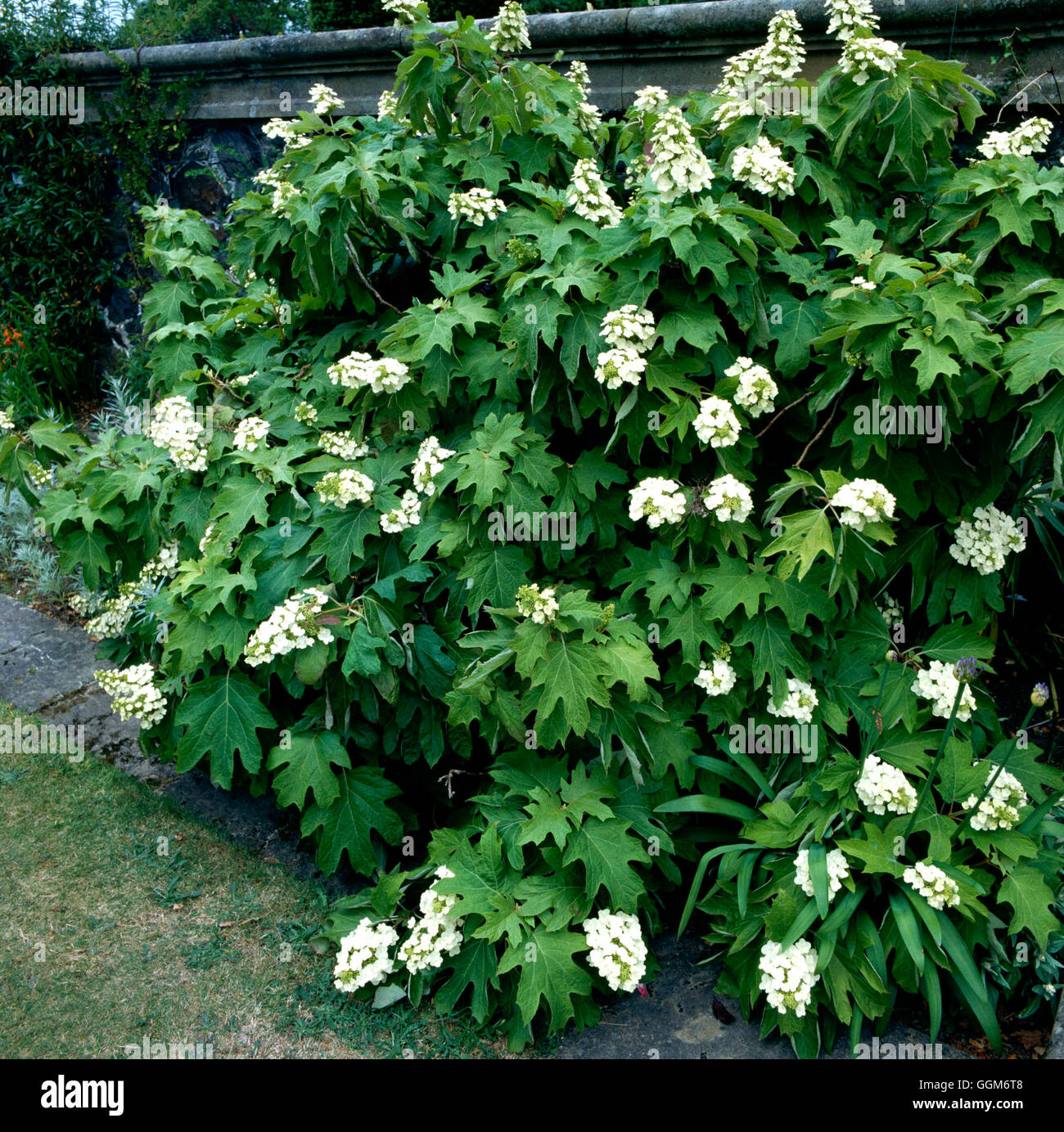 Quercifolia hi-res stock photography and images - Alamy