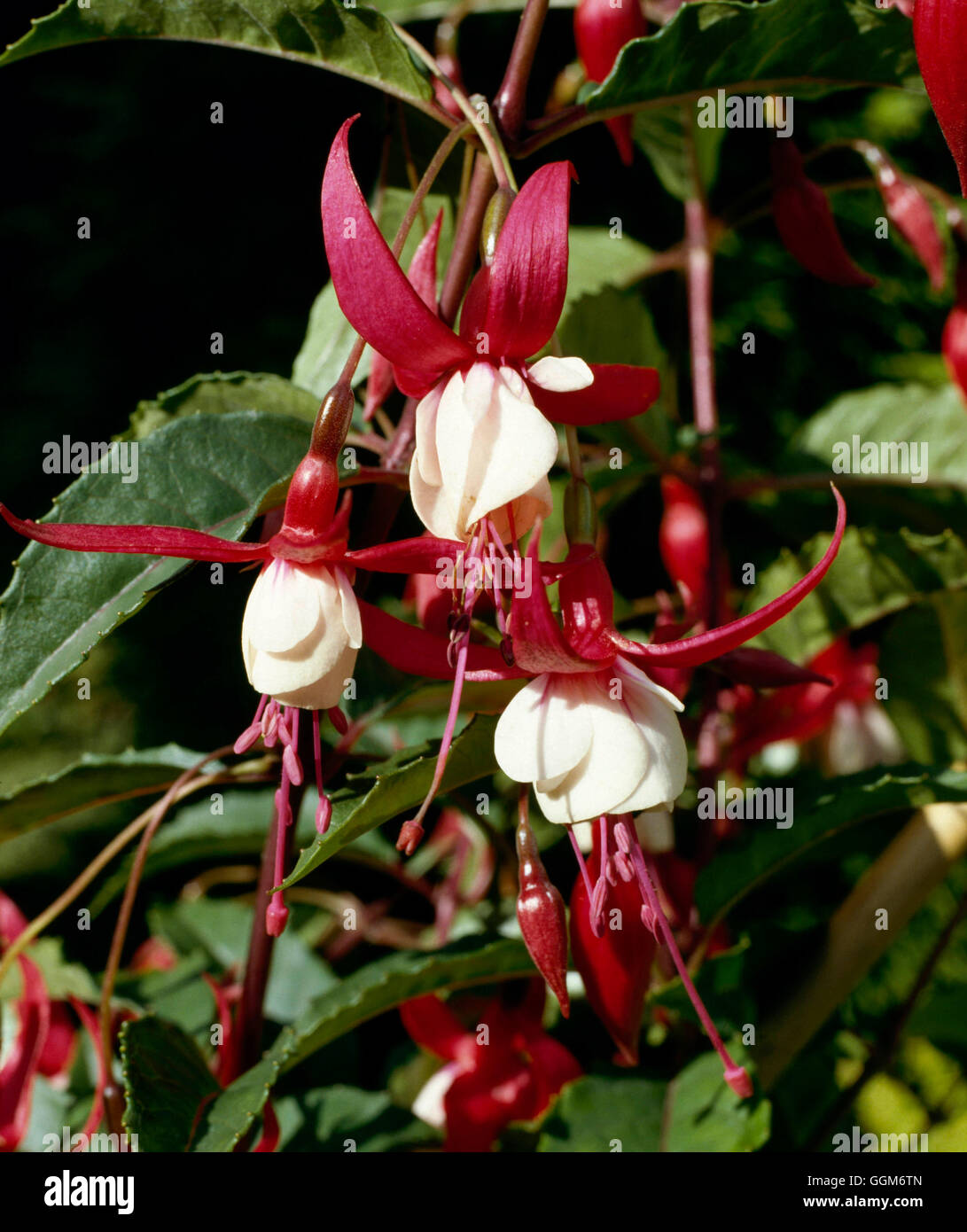 Fuchsia - `Madame Cornelissen' AGM (Hardy) TRS008885 Stock Photo - Alamy