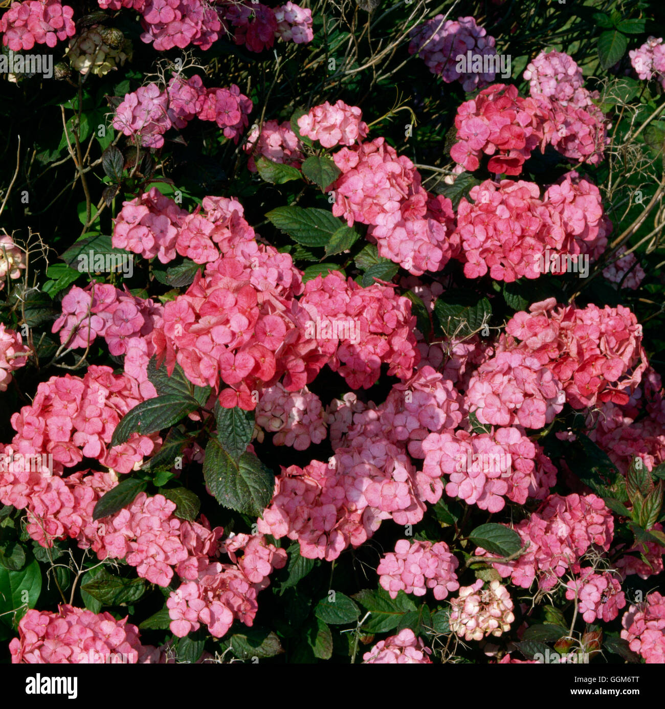 Preziosa hydrangea hi-res stock photography and images - Alamy