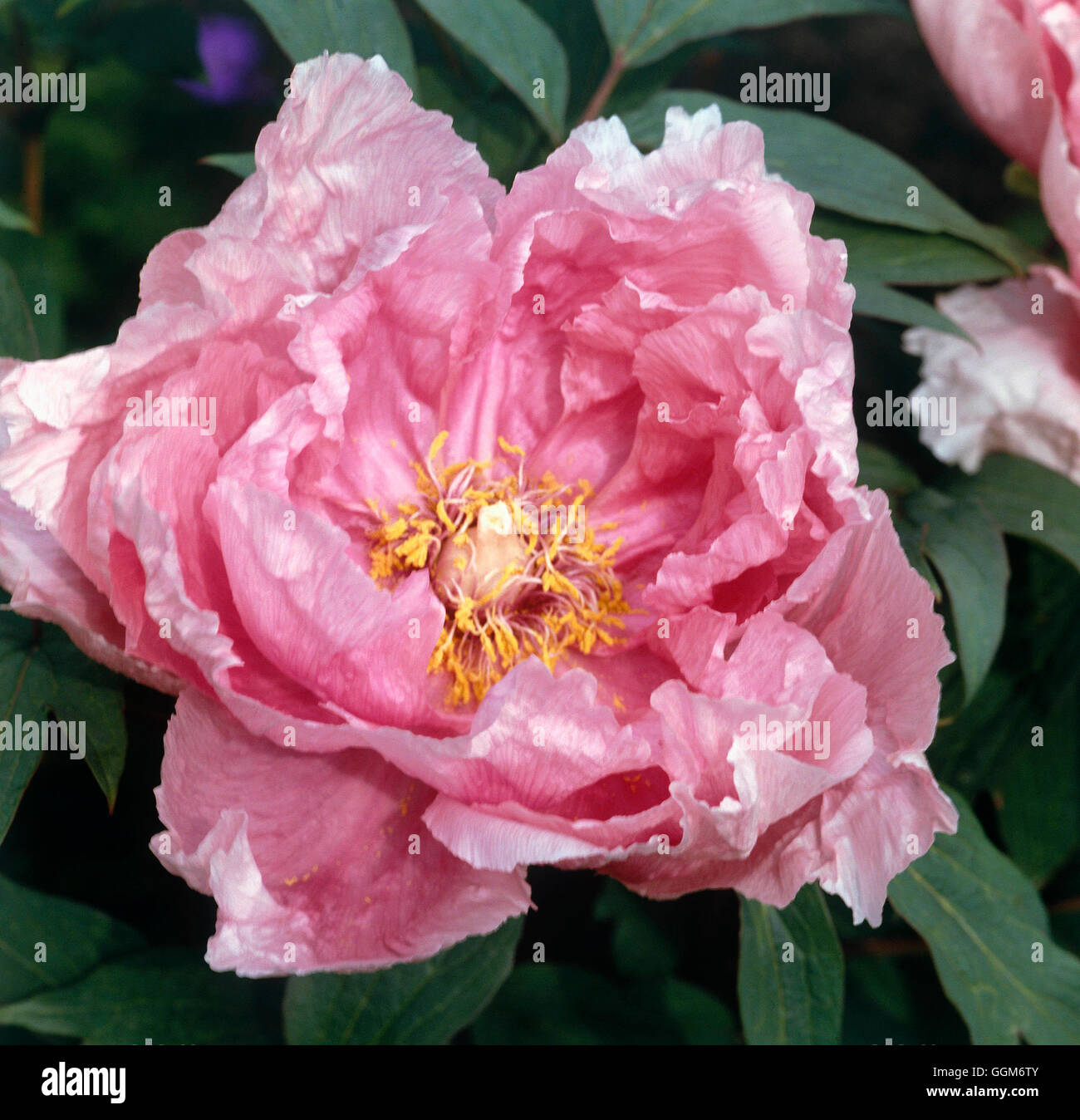 Hanakisoi hi-res stock photography and images - Alamy