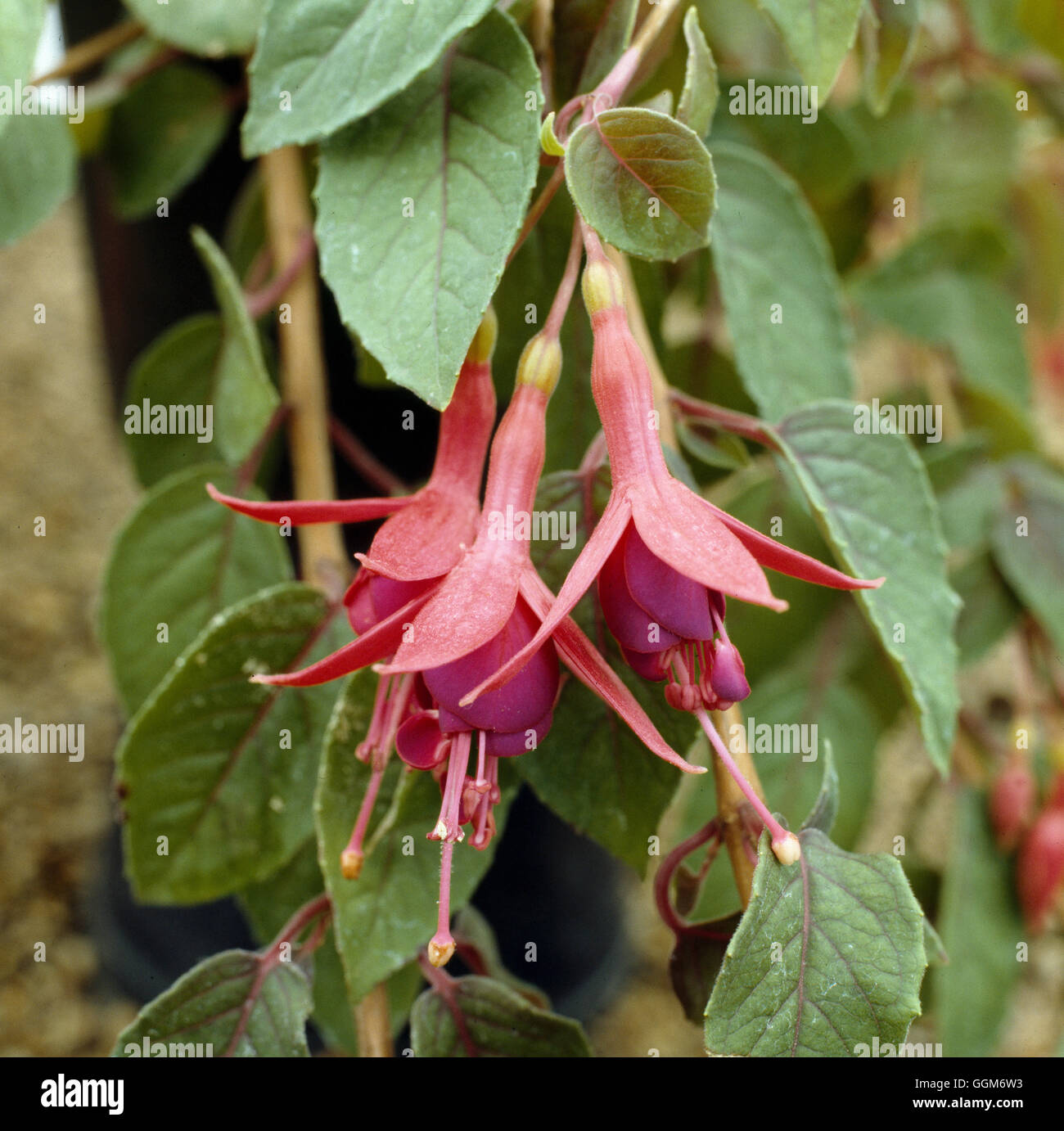 Fuchsia pink flowers hi-res stock photography and images - Alamy