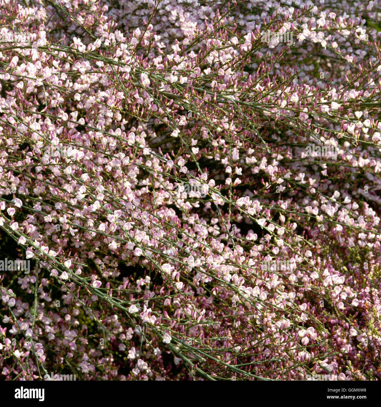 Minstead hi-res stock photography and images - Alamy