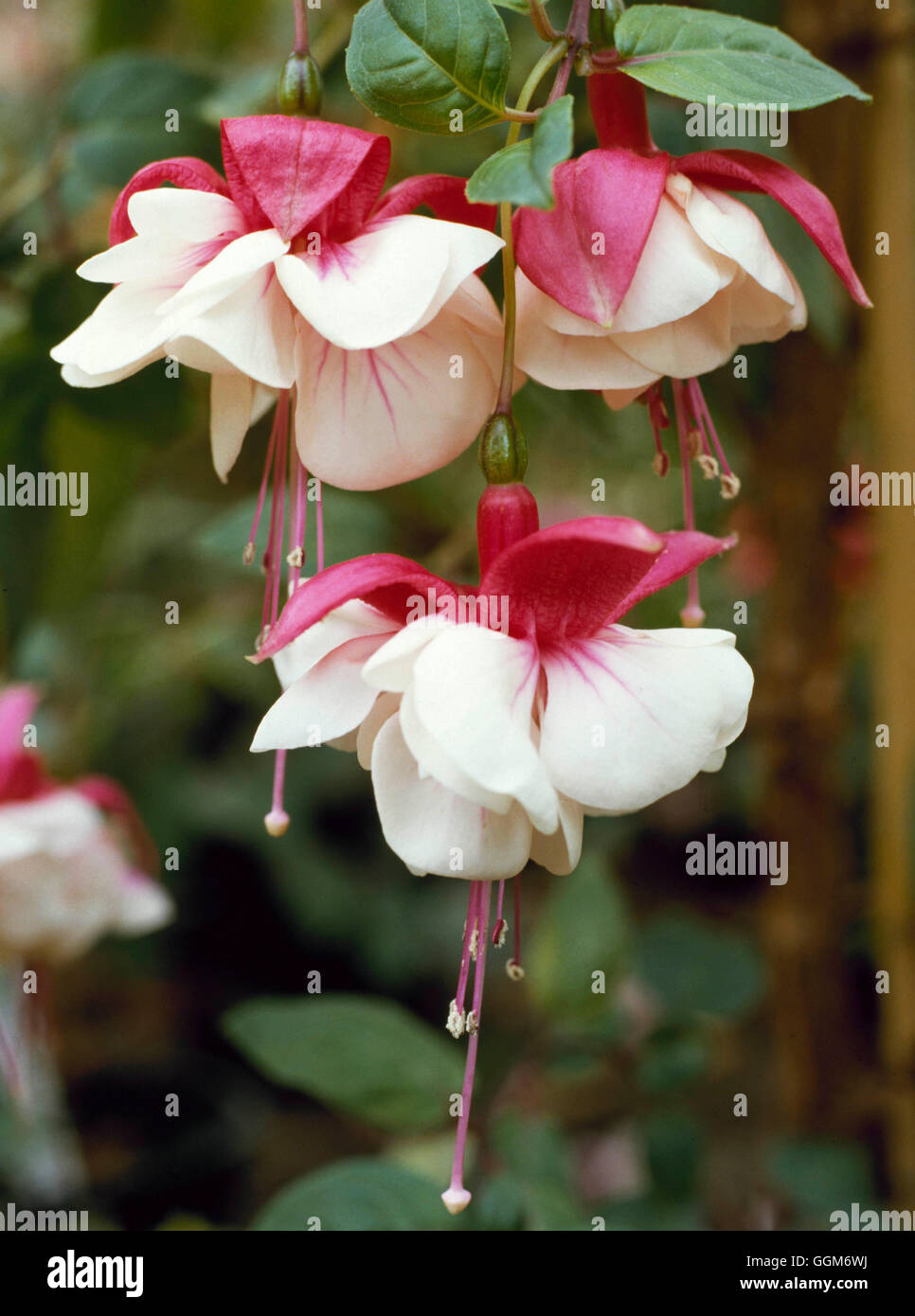 Swingtime hi-res stock photography and images - Alamy