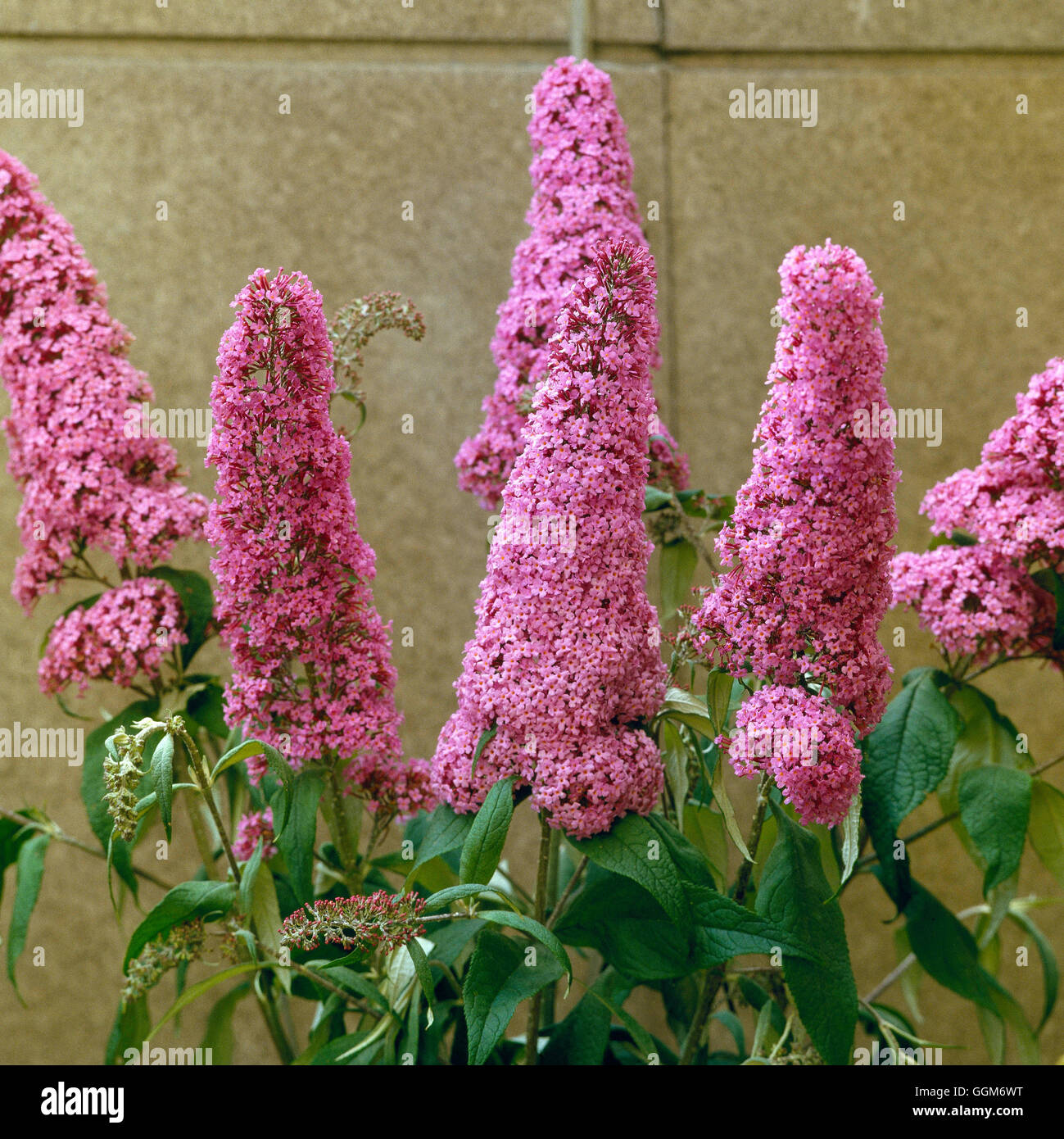 Pink delight buddleja hi-res stock photography and images - Alamy