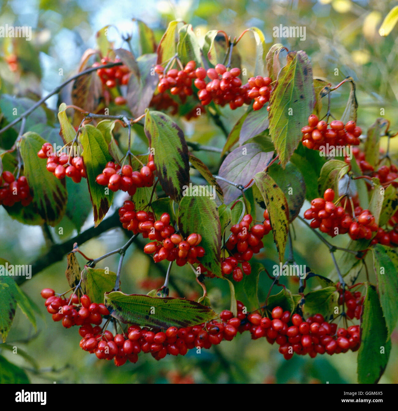 Viburnum setigerum hi-res stock photography and images - Alamy