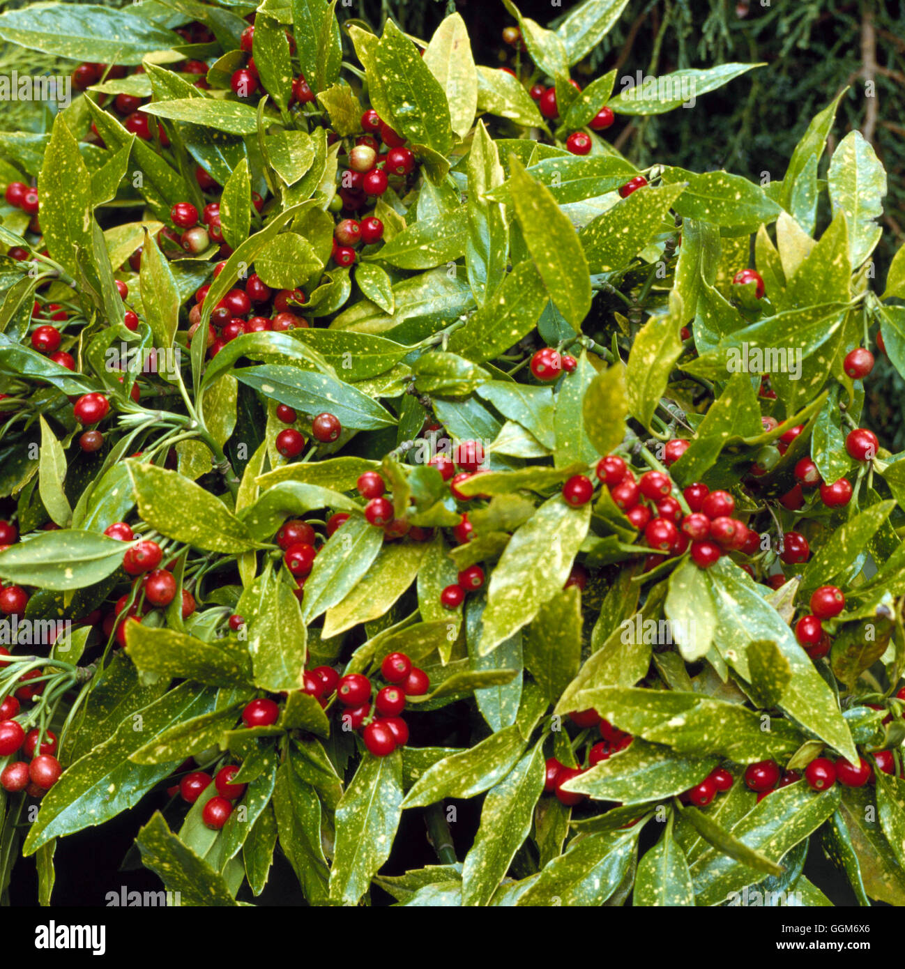 Aucuba japonica - `Variegata' (Female) TRS011042 Stock Photo - Alamy