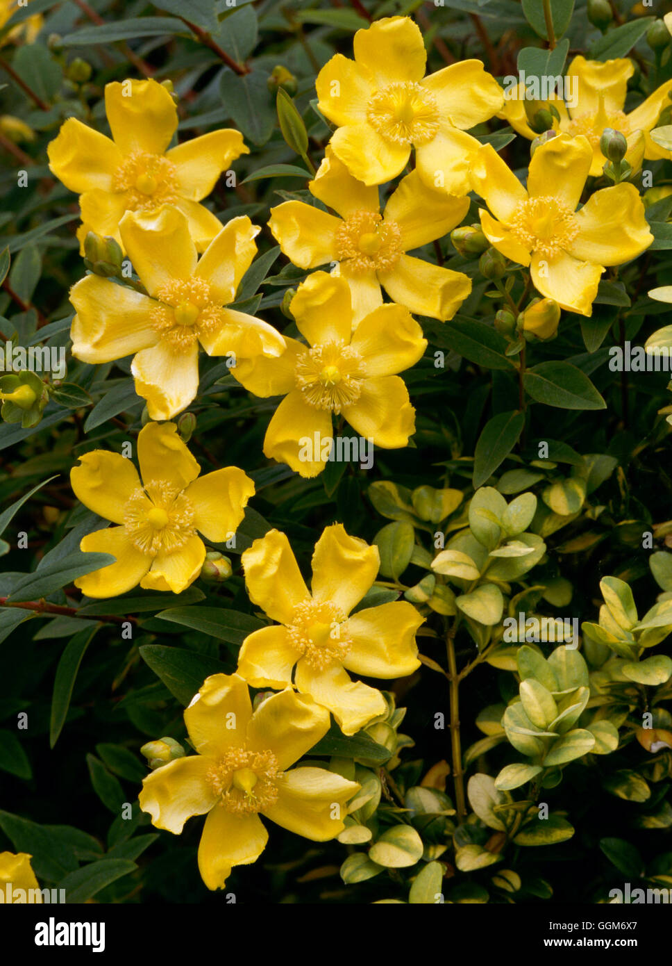 Hypericum yellow hypericumhidcote flowering shrub hidcote groundcover ...